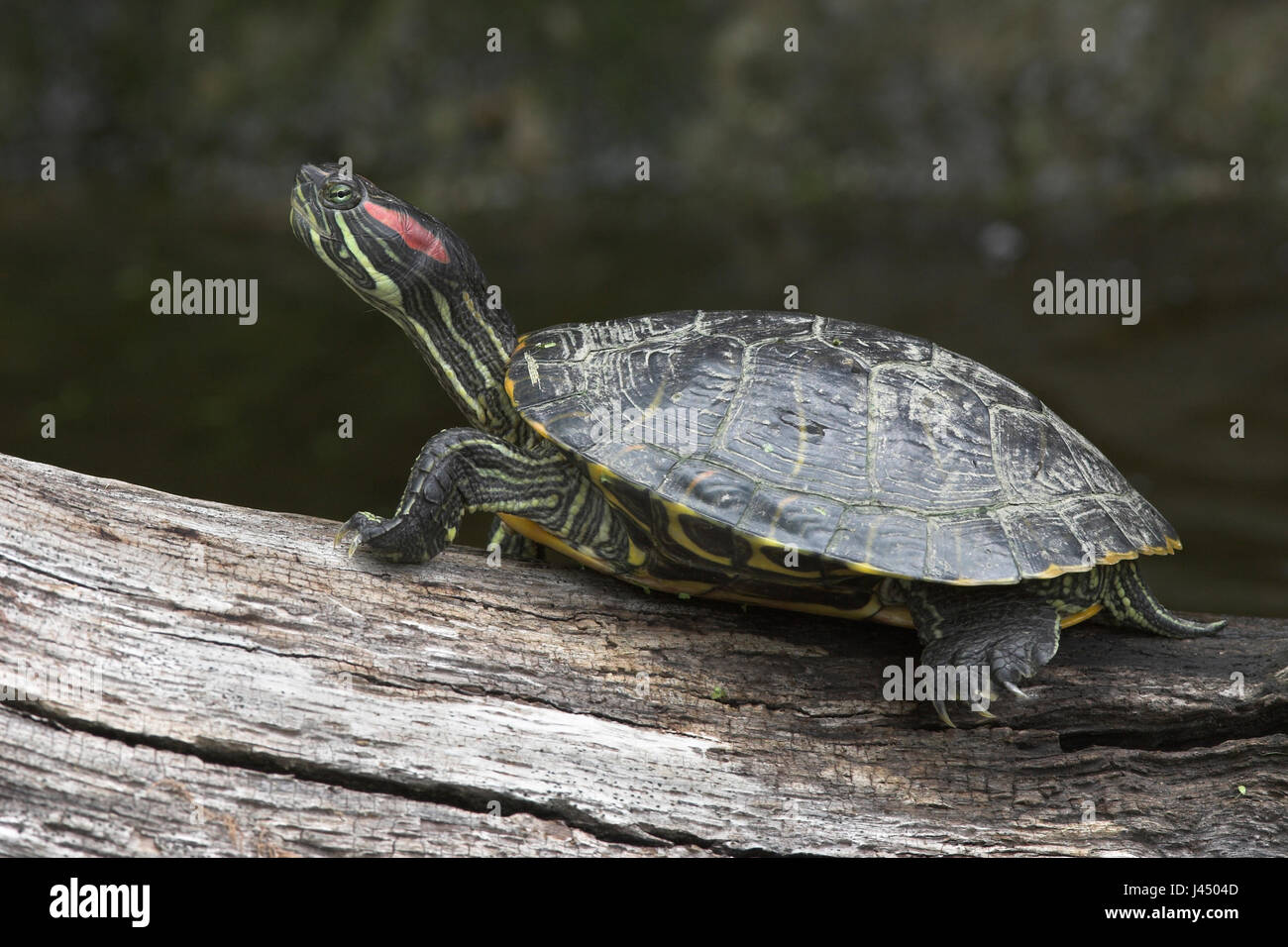 picture of a basking red-eared slider on a piece of wood in the water ...