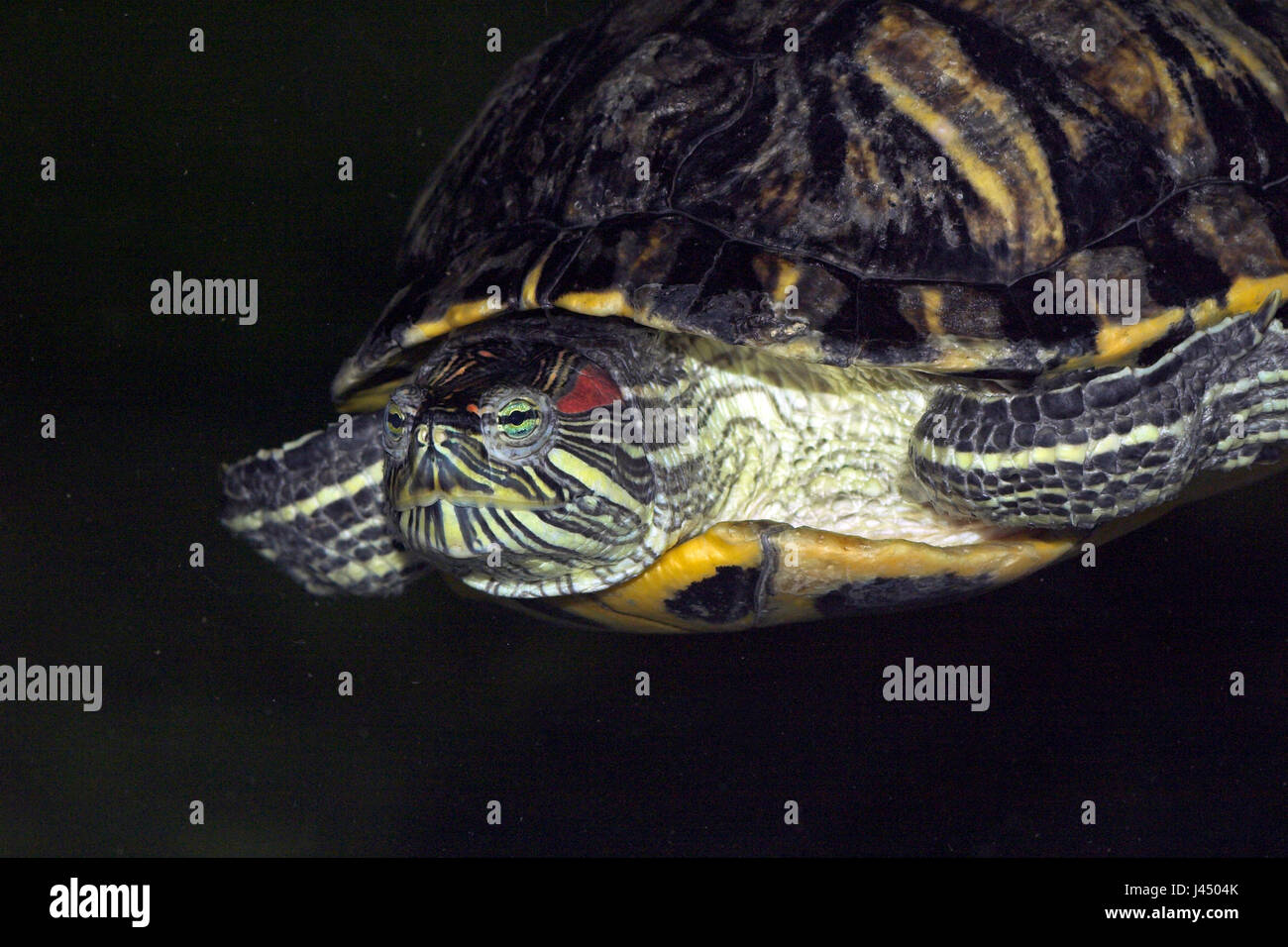 photo of a swimming red-eared slider underwater Stock Photo - Alamy