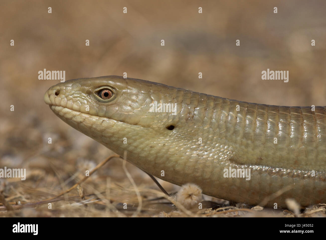 portrait of a European glass lizard Stock Photo - Alamy