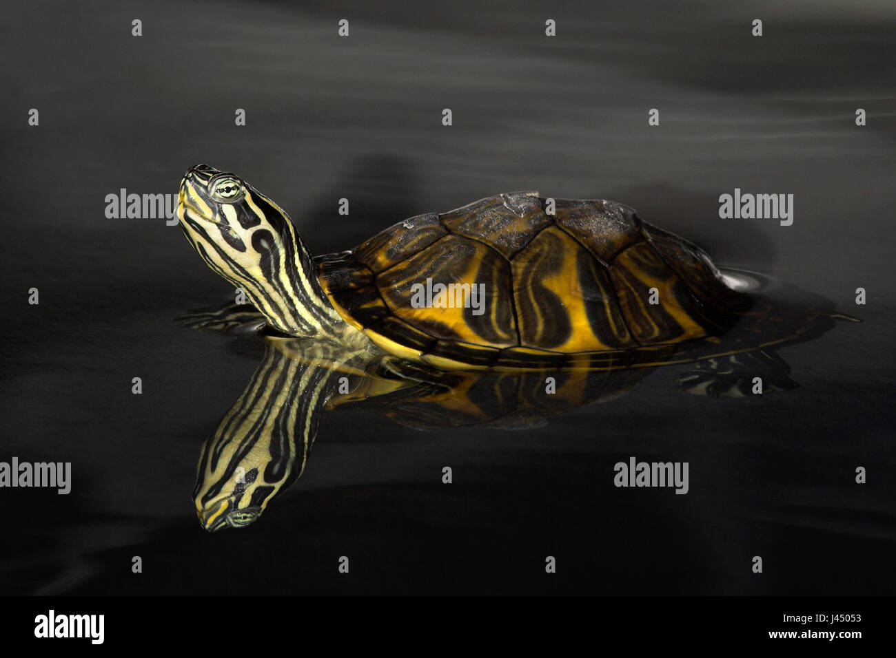 photo of an exotic terrapin from Northern america Stock Photo - Alamy