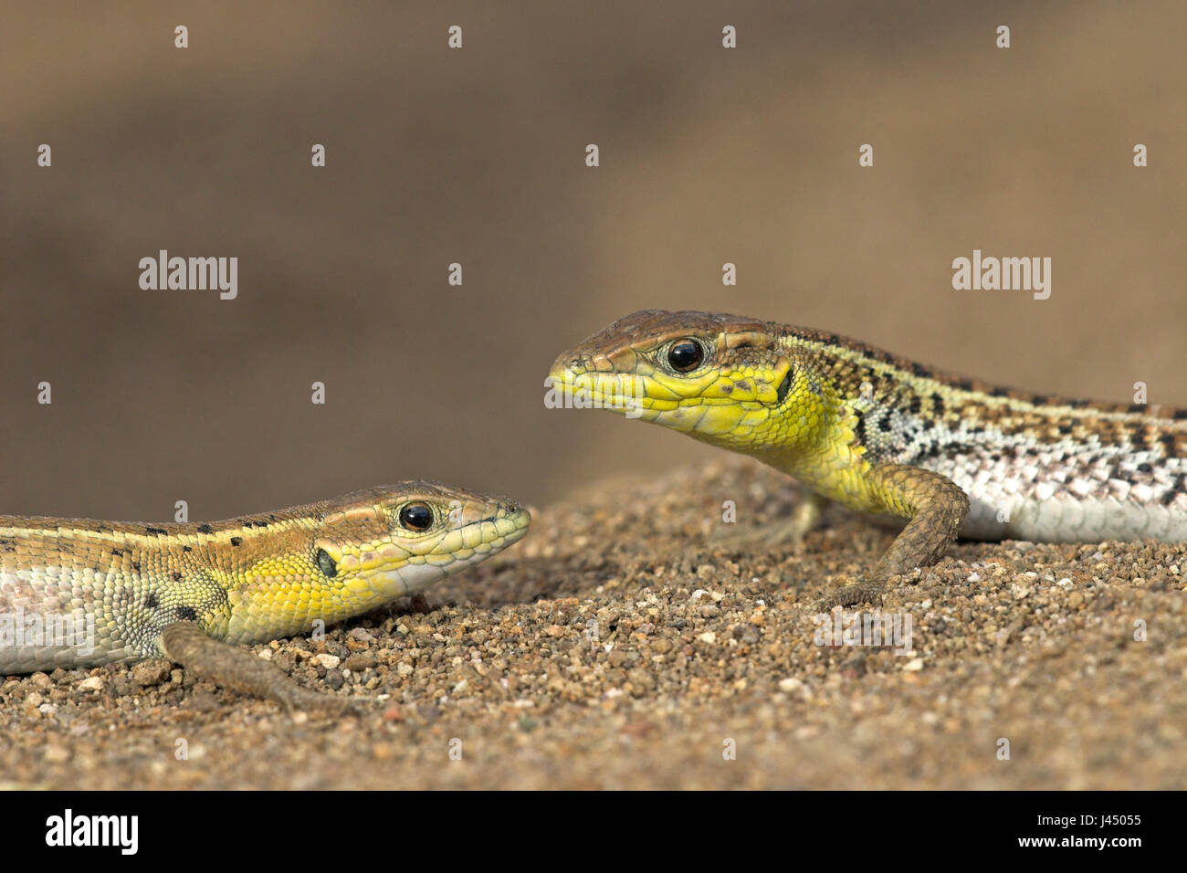 photo of a pair (female left and male right) snake-eyed lizards Stock ...