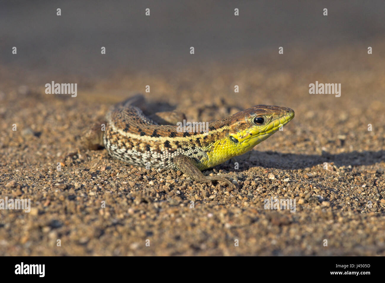 Reptile lizard sand hi-res stock photography and images - Alamy