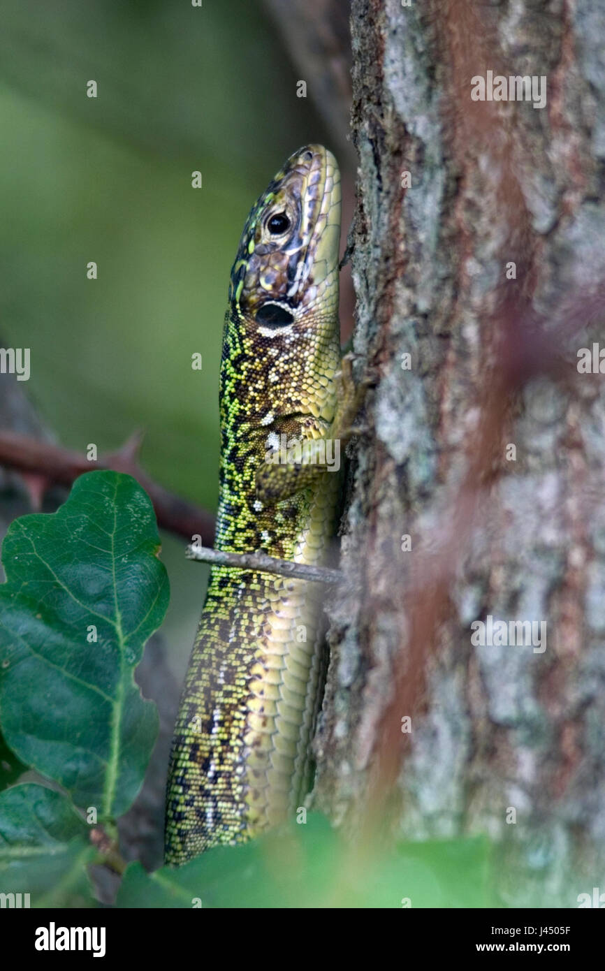 photo of a western green lizard in a tree (they climb trees to escape predators Stock Photo - Alamy