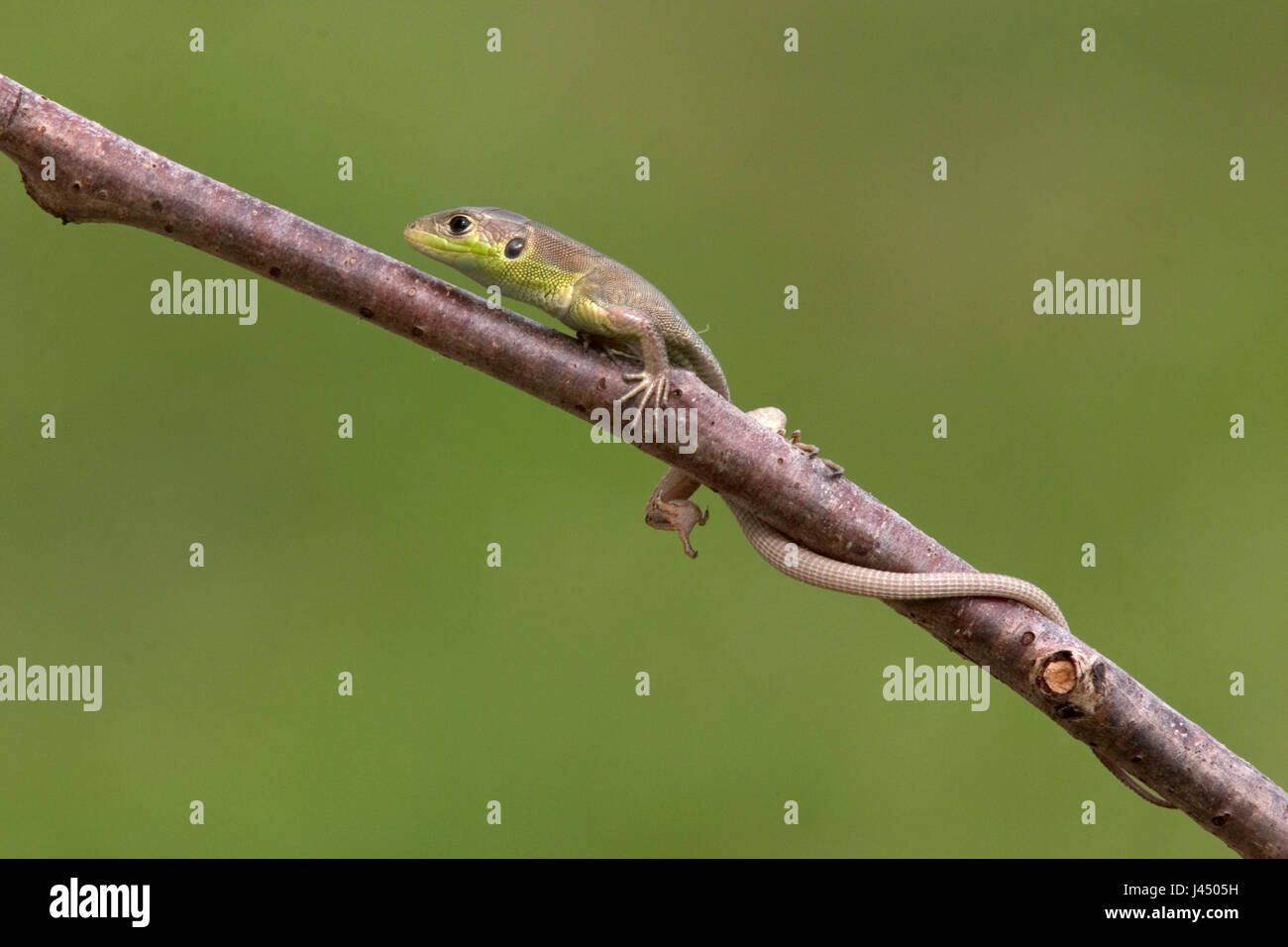 photo of a juvenile western green lizard climbing on a tree branch ...