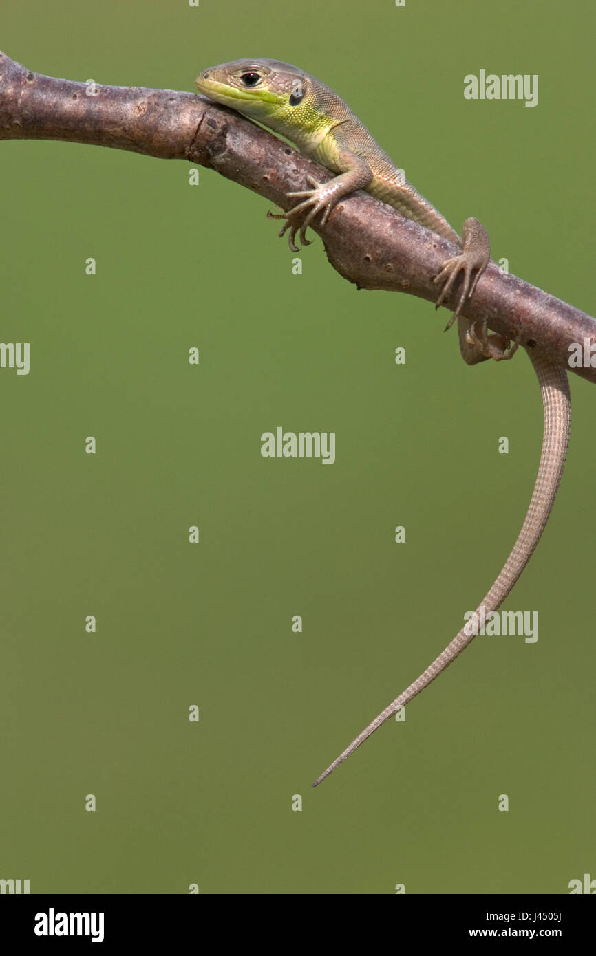 photo of a juvenile western green lizard climbing on a tree branch ...