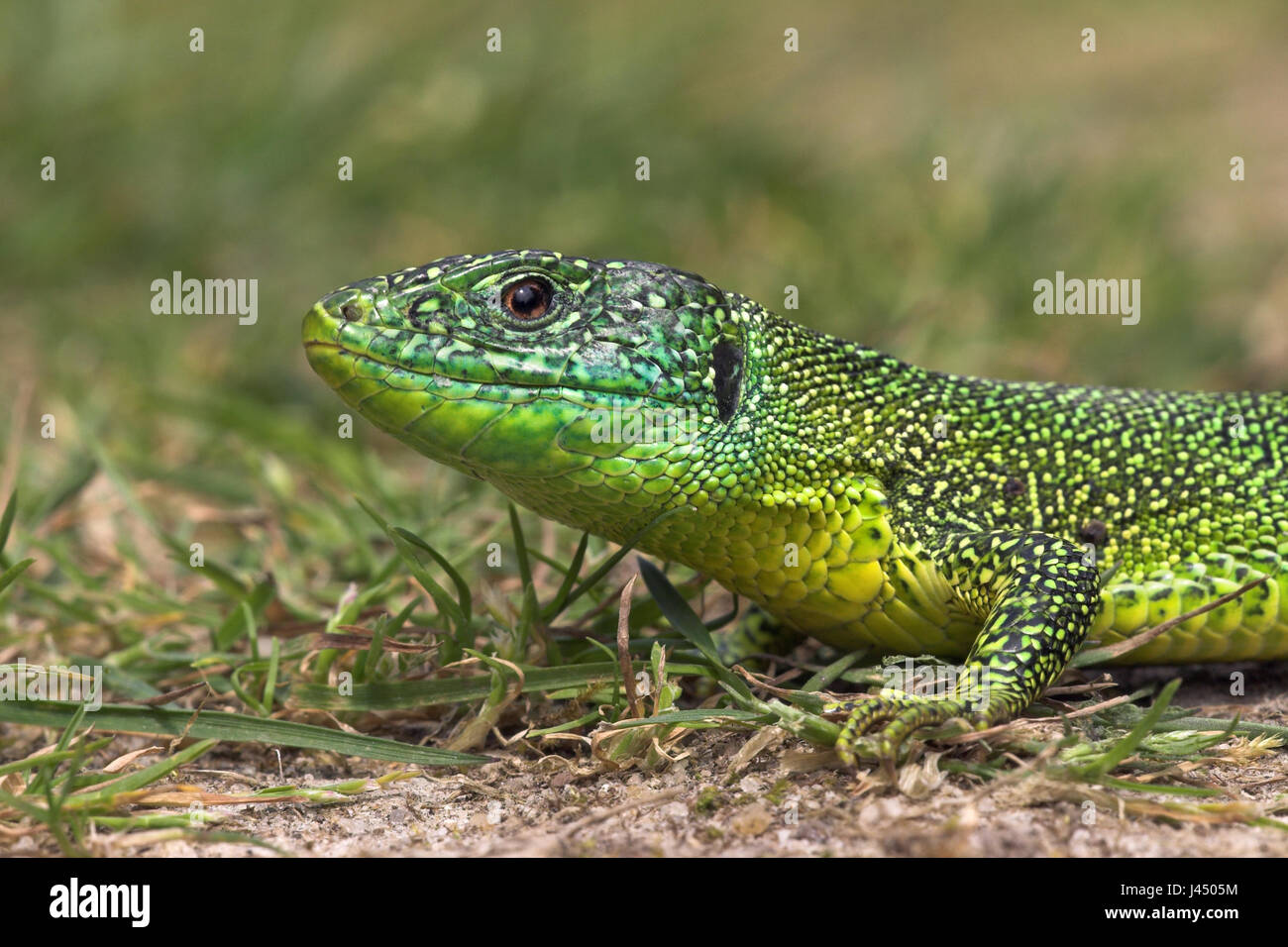 portrait of a western green lizard Stock Photo - Alamy