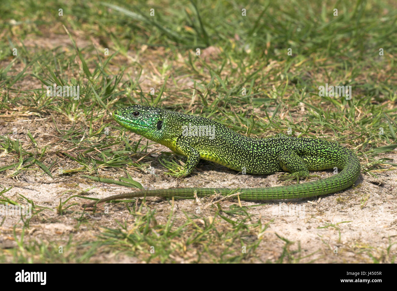 photo of a western green lizard on grass Stock Photo - Alamy