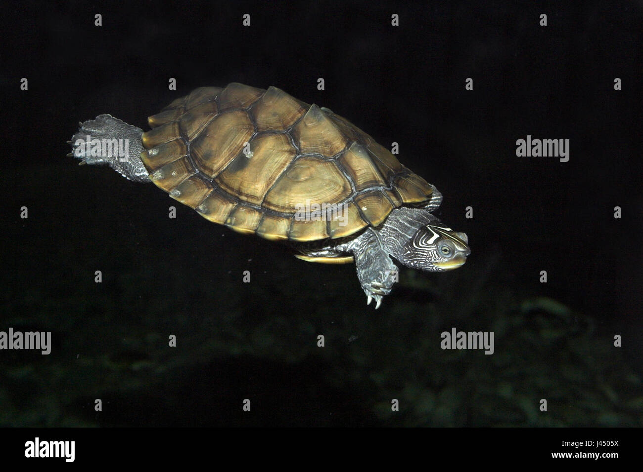 photo of a swimming false map turtle underwater Stock Photo - Alamy