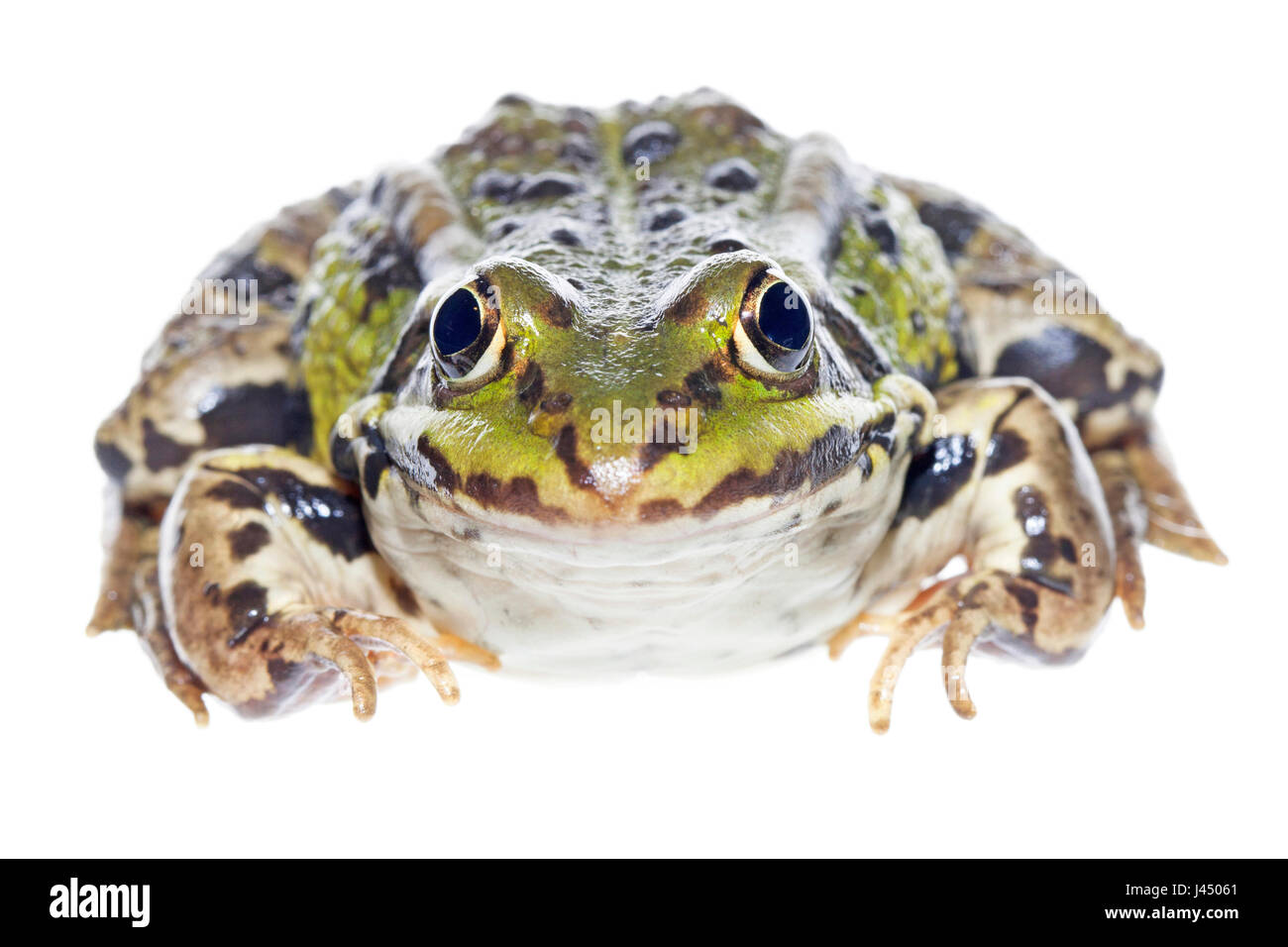 rendered photo of a common edible frog (green frog Stock Photo - Alamy