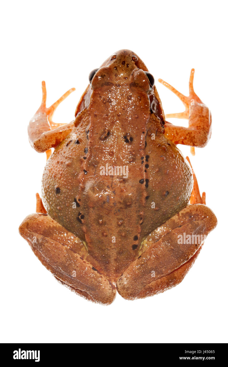 rendered photo of a common frog female Stock Photo - Alamy