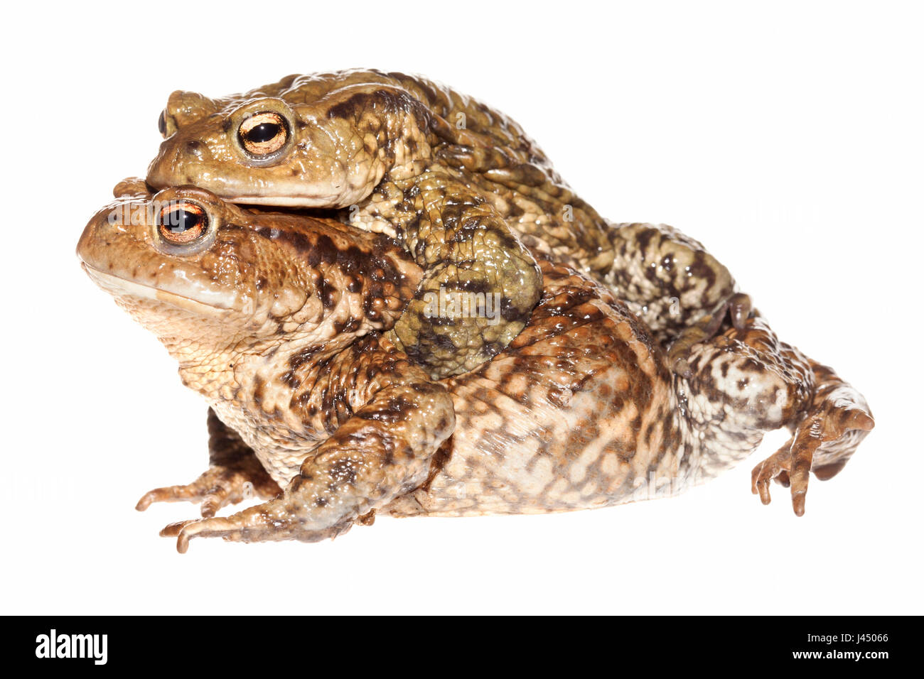 rendered photo of a pair of common toads Stock Photo - Alamy