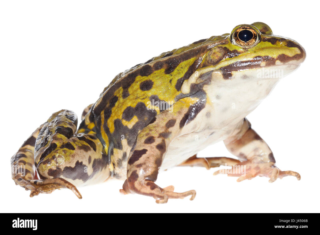 rendered photo of a common edible frog (green frog Stock Photo - Alamy