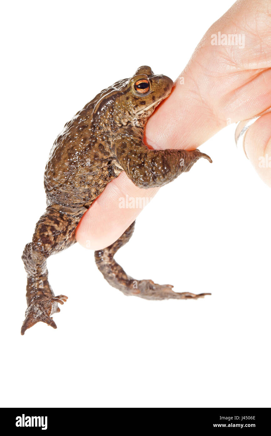 photo of a common toad holding a finger Stock Photo - Alamy