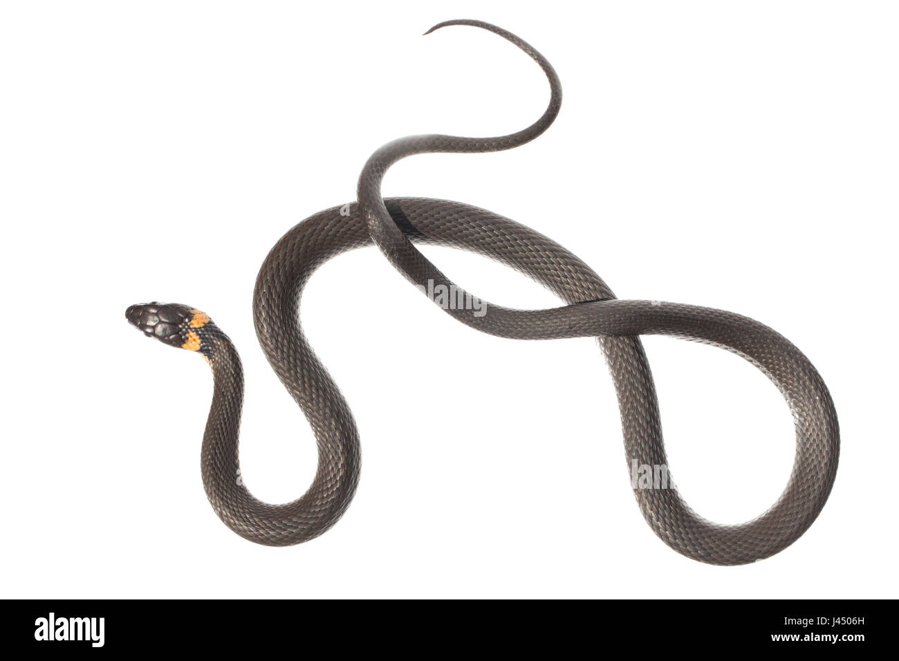 Snake from above hi-res stock photography and images - Alamy