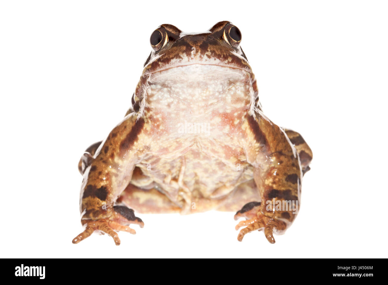 rendered photo of a common frog male Stock Photo - Alamy