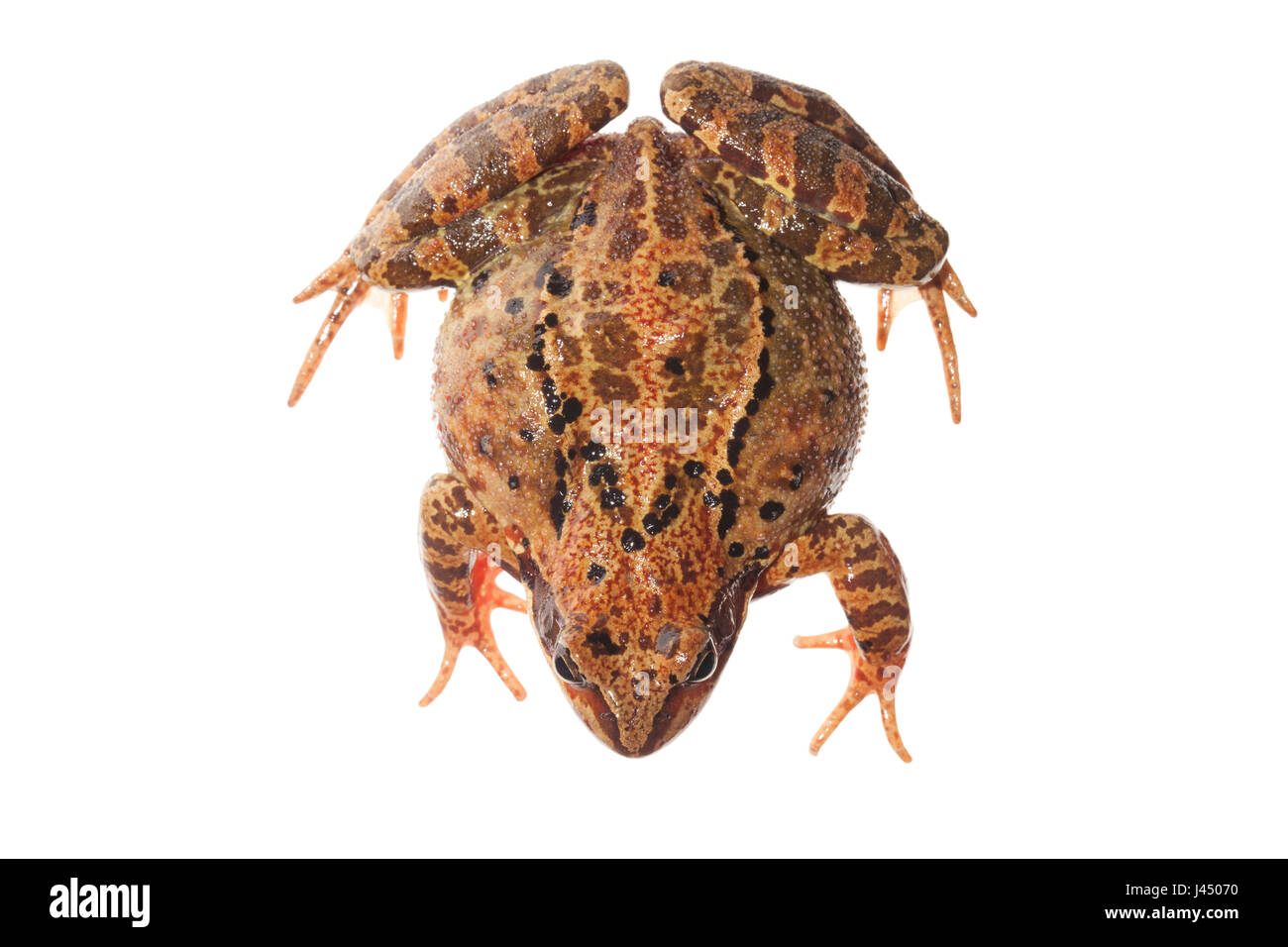 Female common Cut Out Stock Images & Pictures - Alamy