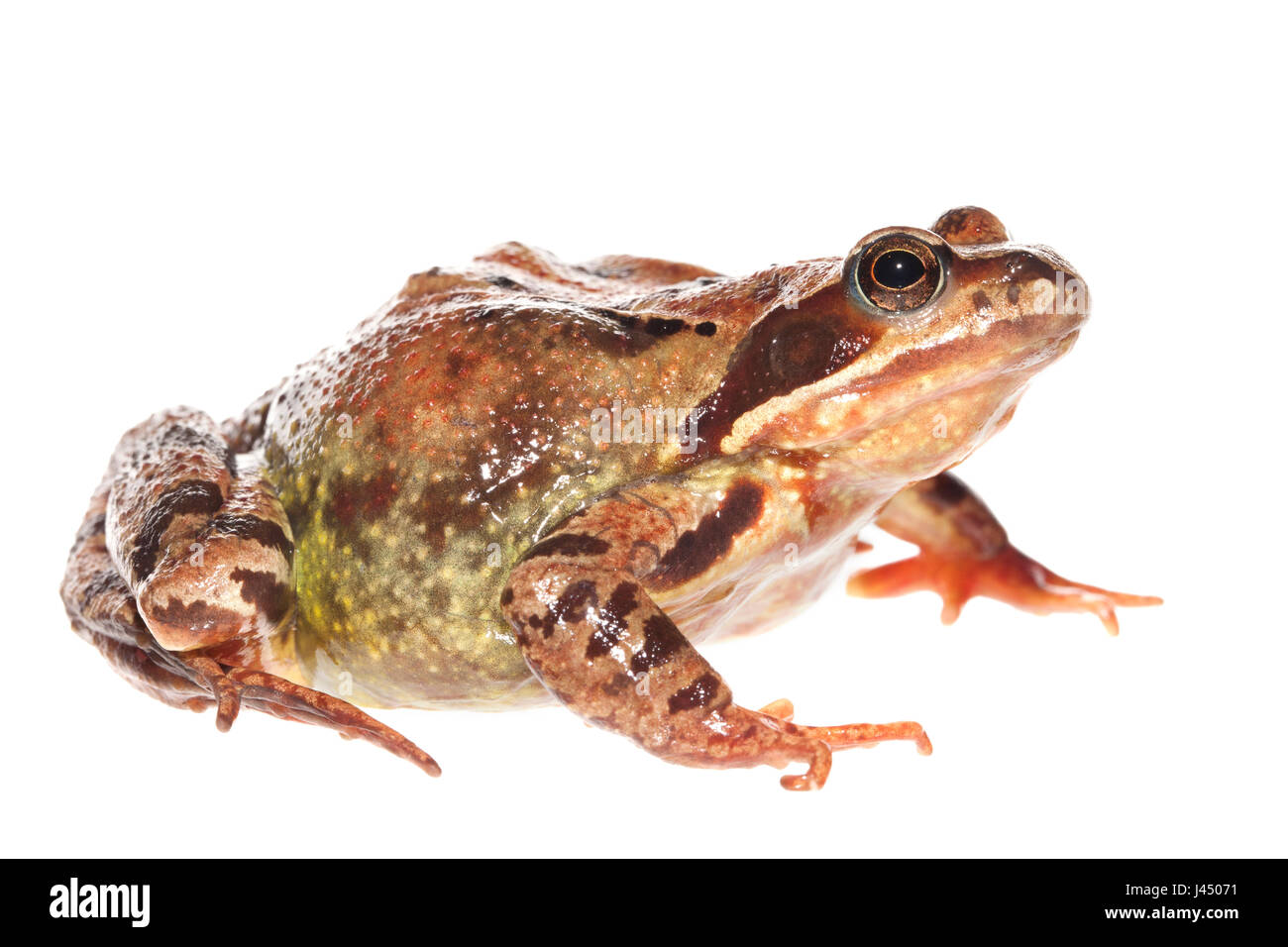 Female common Cut Out Stock Images & Pictures - Alamy