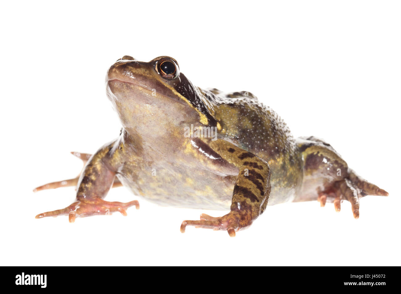 Female frog Cut Out Stock Images & Pictures - Alamy