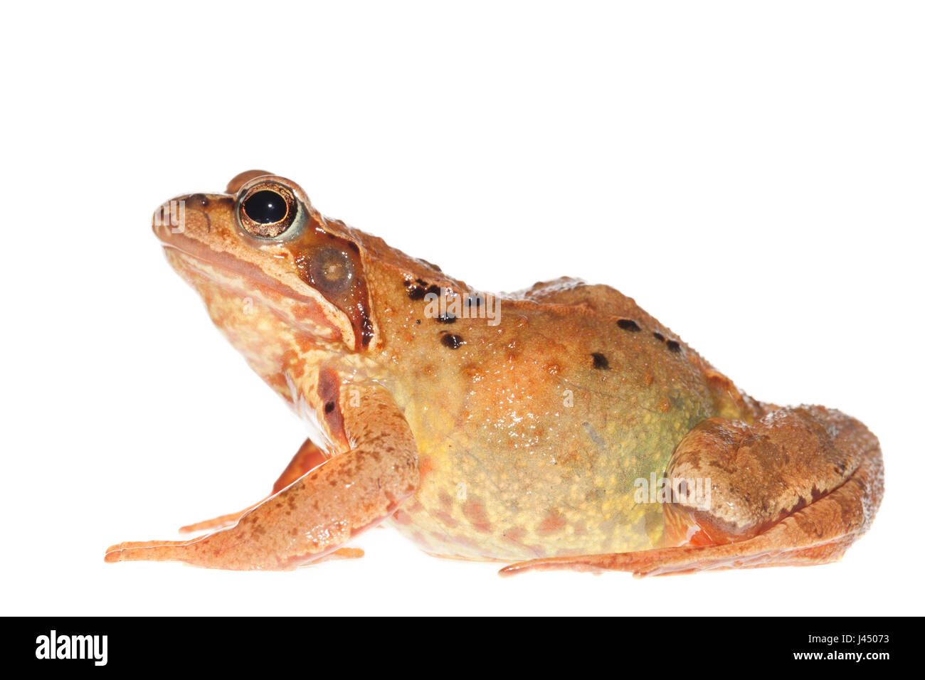 rendered photo of a common frog female Stock Photo - Alamy