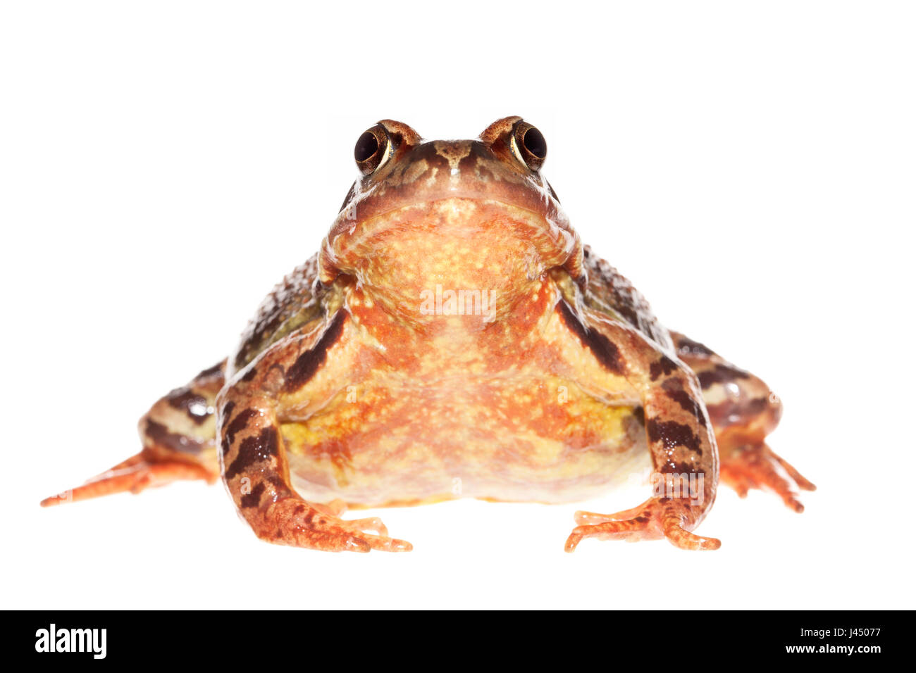 rendered photo of a common frog female Stock Photo - Alamy