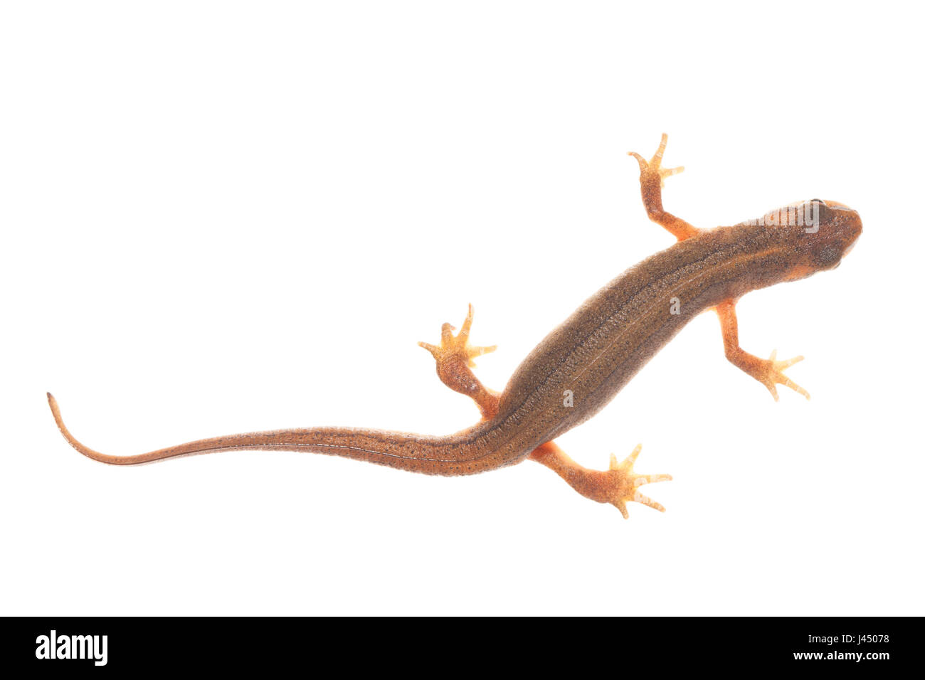 Female common Cut Out Stock Images & Pictures - Alamy