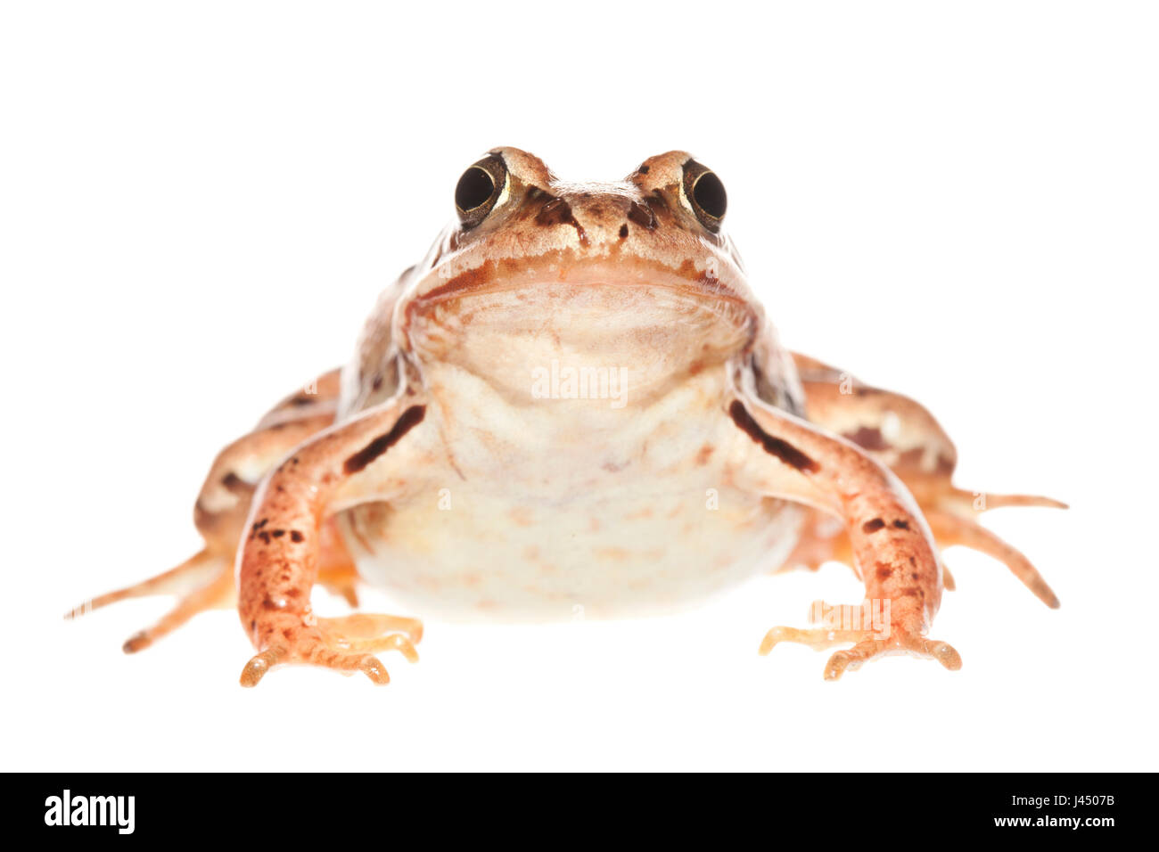 Female head shot Cut Out Stock Images & Pictures - Alamy