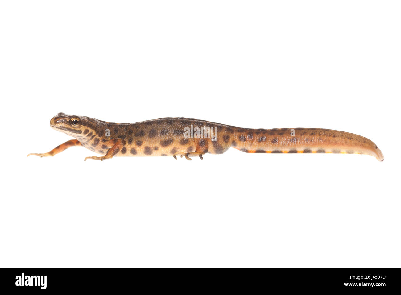 Common newt newts hi-res stock photography and images - Alamy