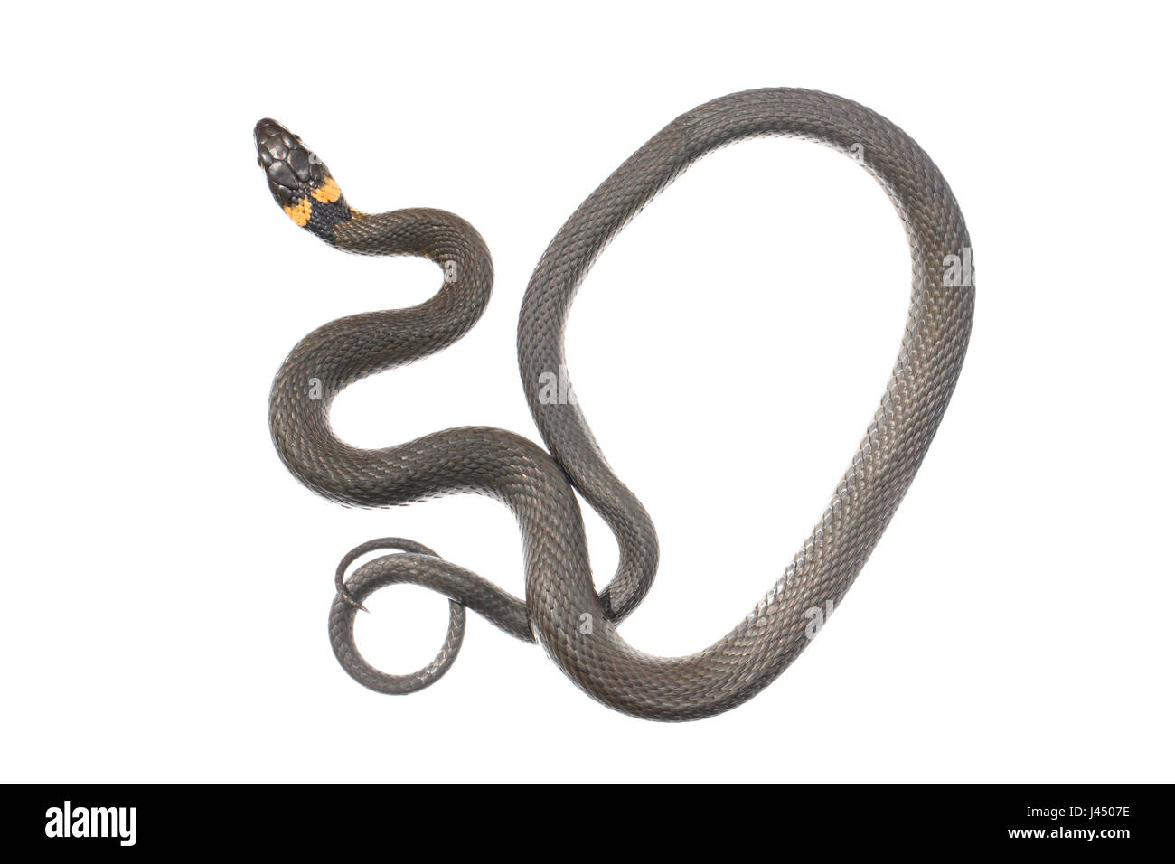 Serpentine snake hi-res stock photography and images - Alamy