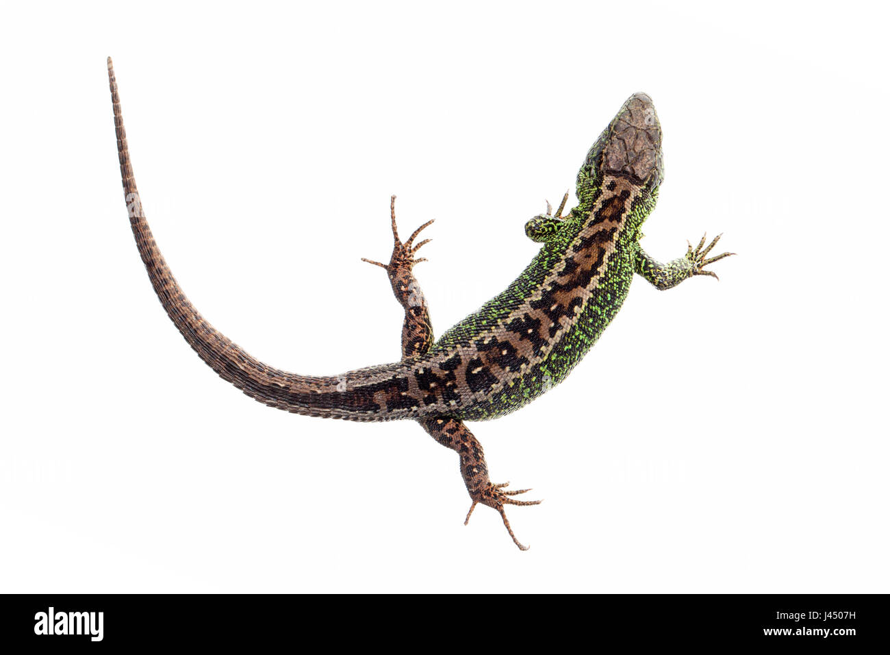 Dragon lizards up close Cut Out Stock Images & Pictures - Alamy