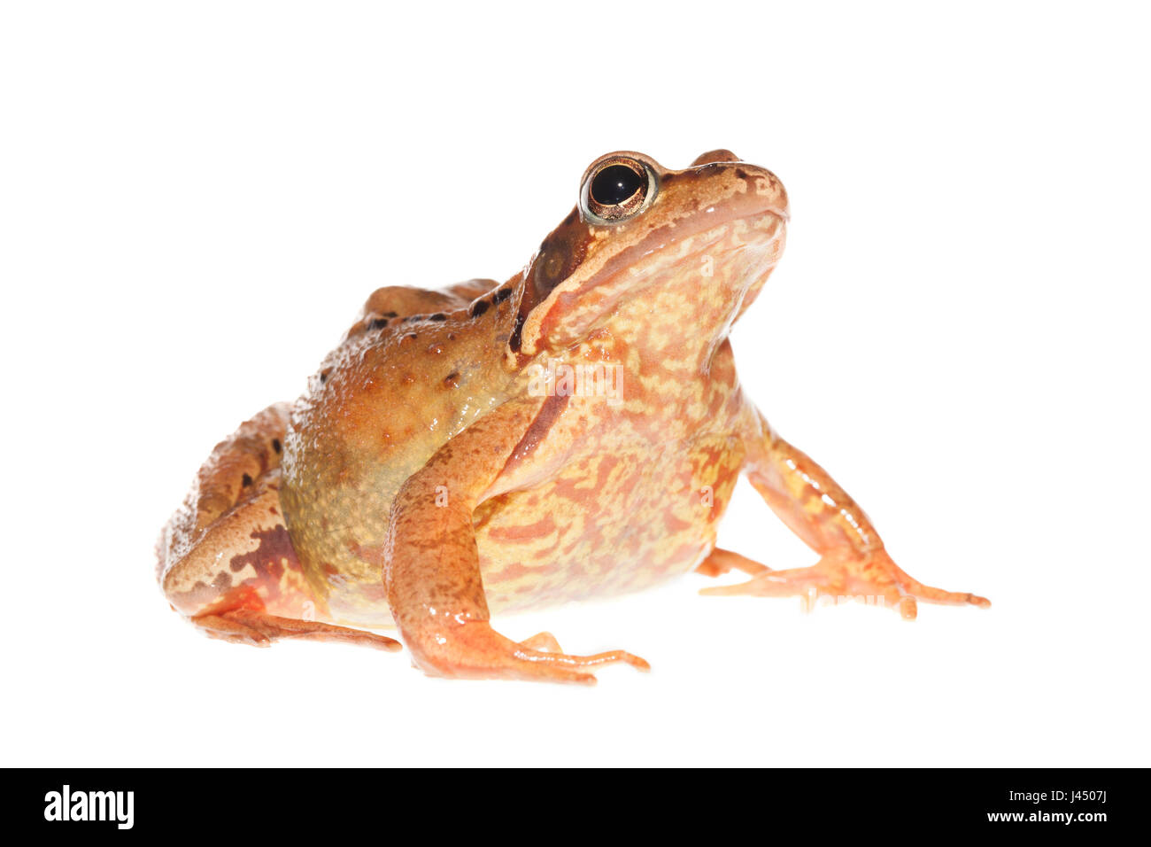 rendered photo of a common frog female Stock Photo - Alamy