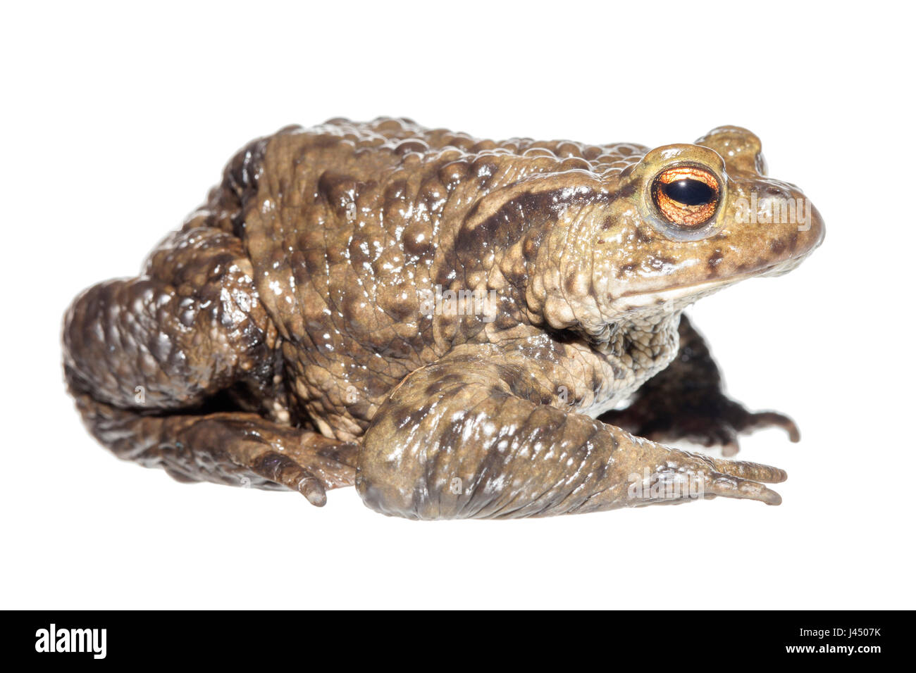 rendered photo of a common toad Stock Photo - Alamy