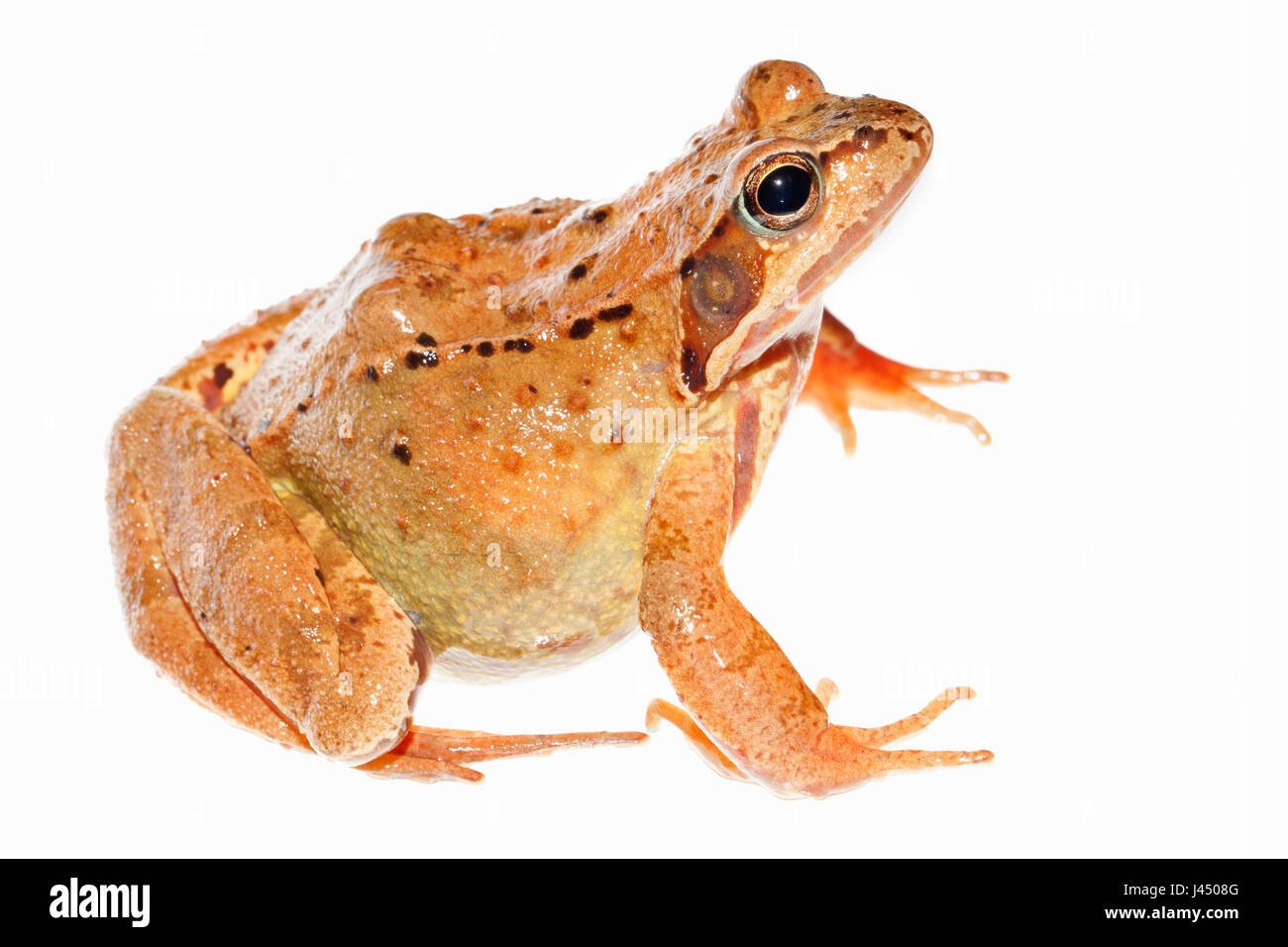 rendered photo of a common frog female Stock Photo - Alamy