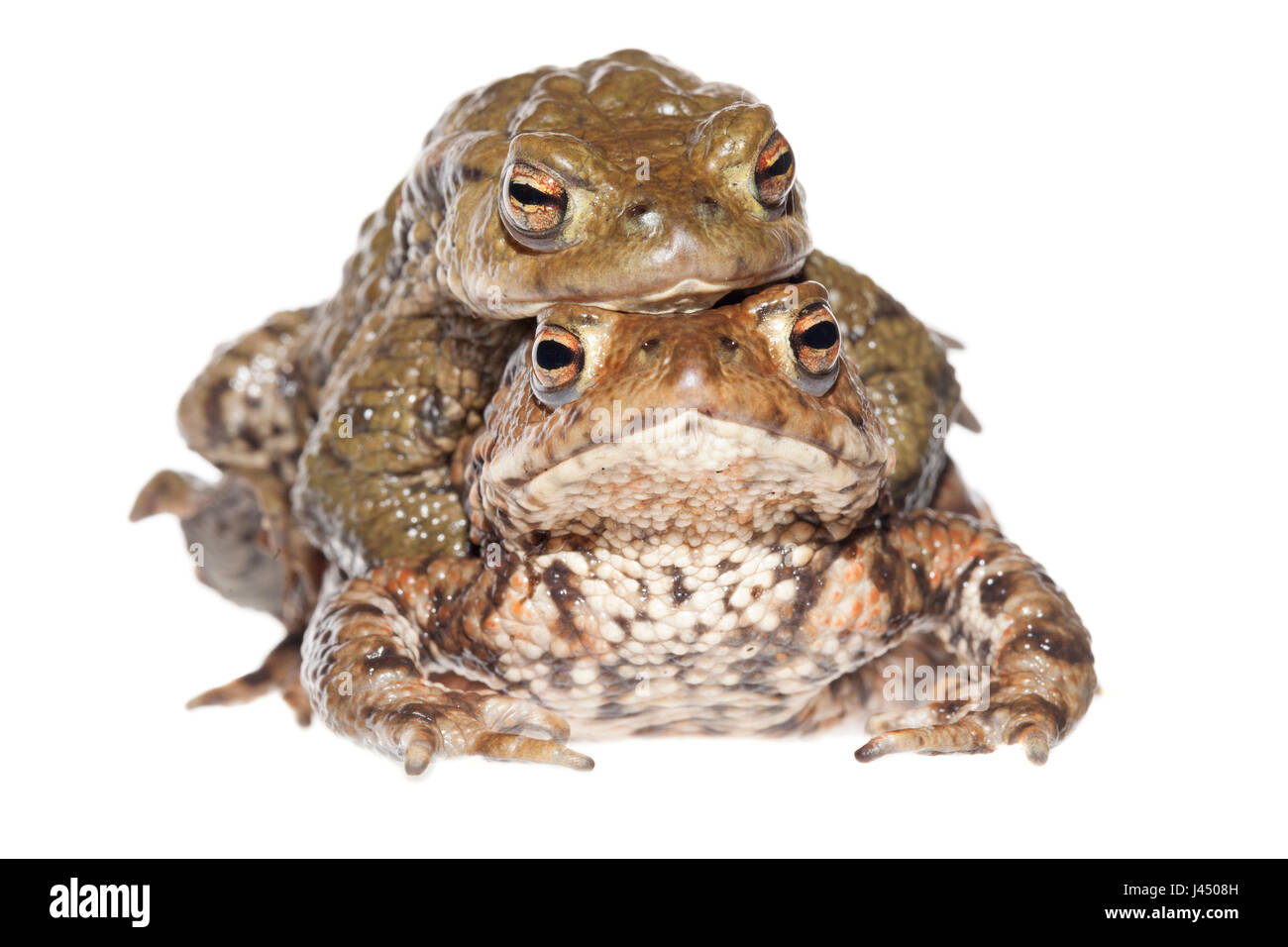 rendered photo of a pair of common toads Stock Photo - Alamy