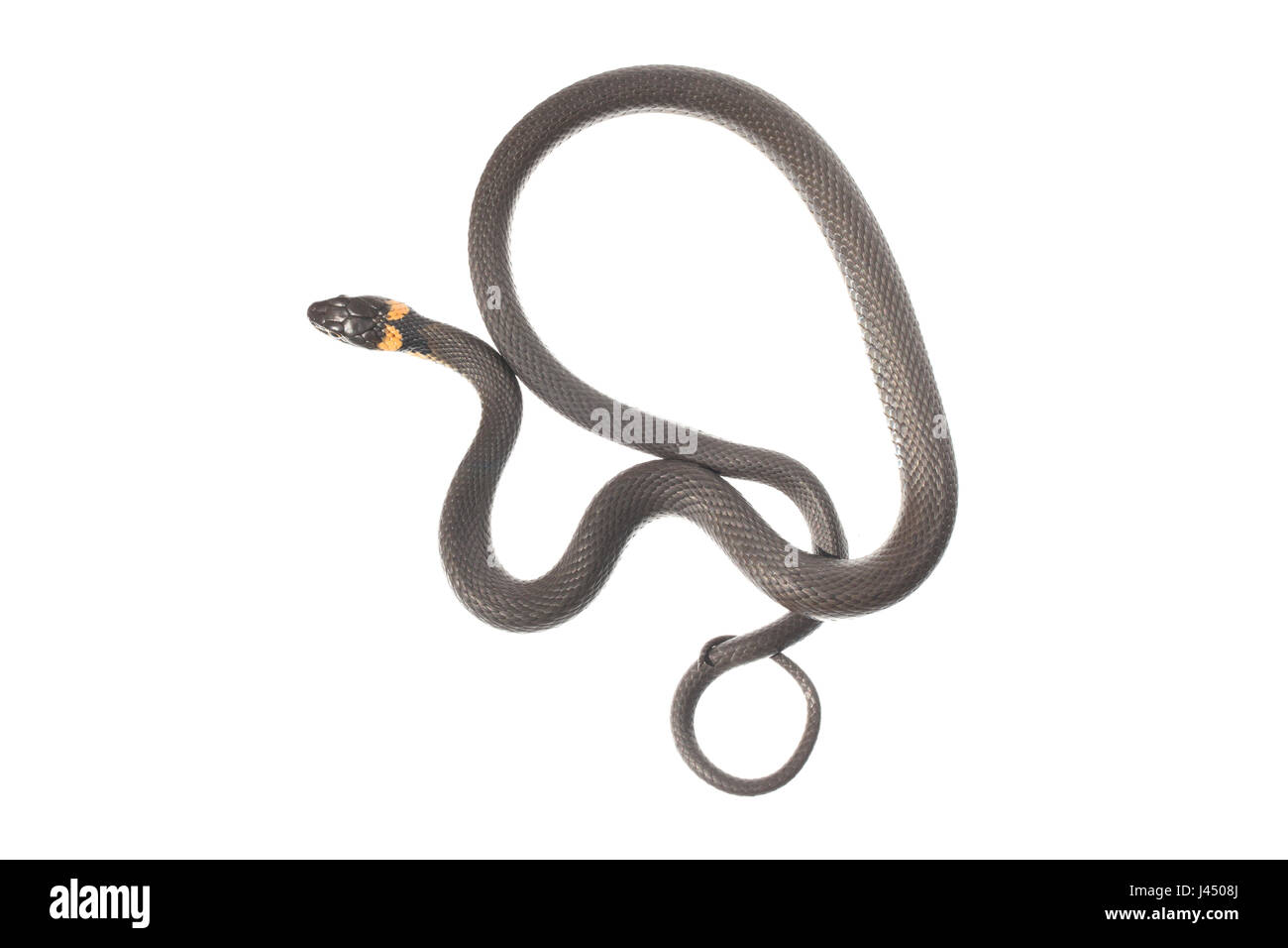 Snake from above hi-res stock photography and images - Alamy