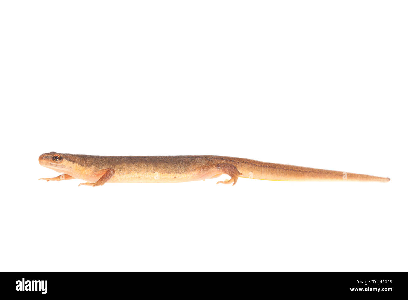 Female common Cut Out Stock Images & Pictures - Alamy