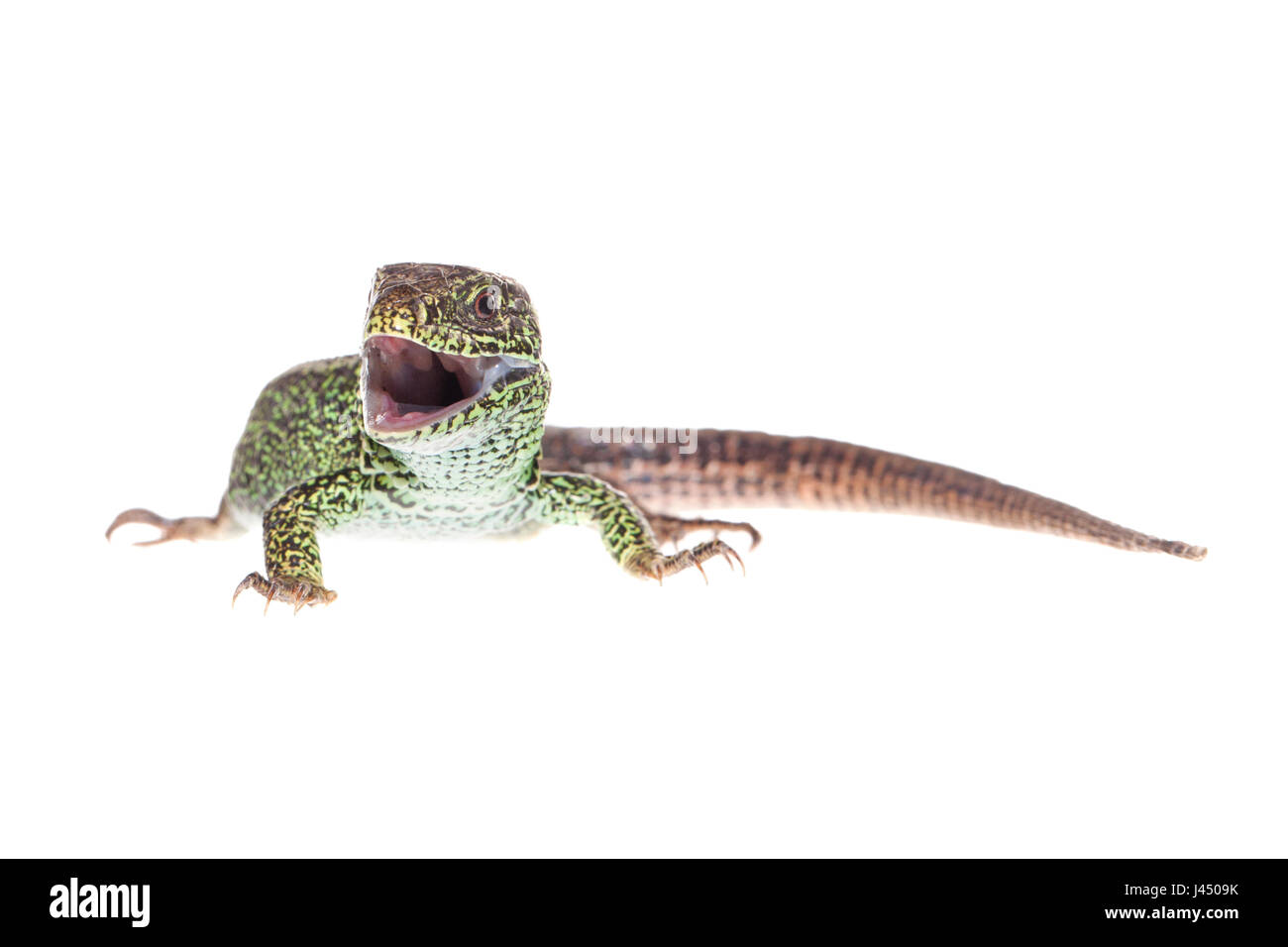Green lizards head Cut Out Stock Images & Pictures - Alamy