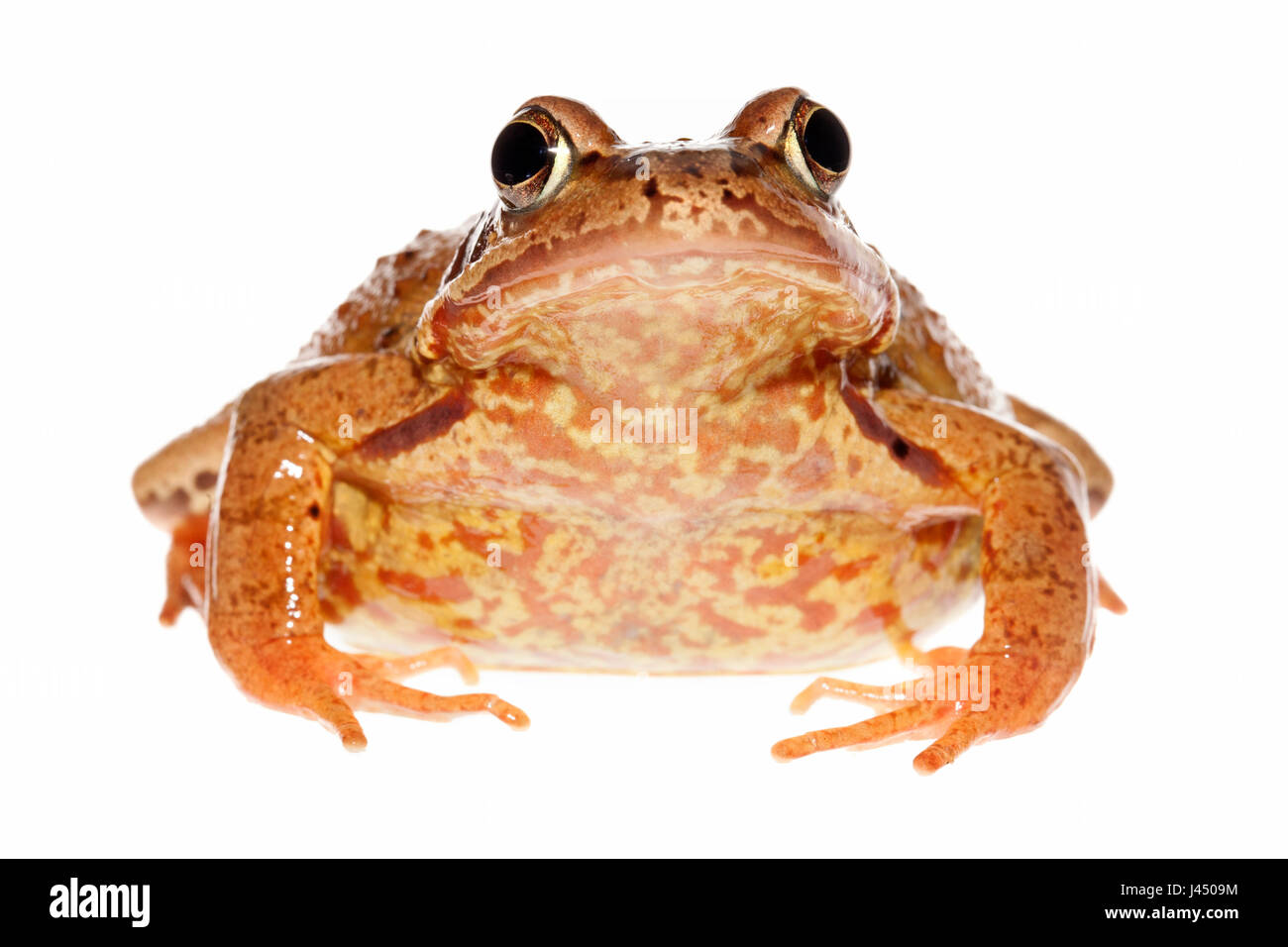rendered photo of a common frog female Stock Photo - Alamy