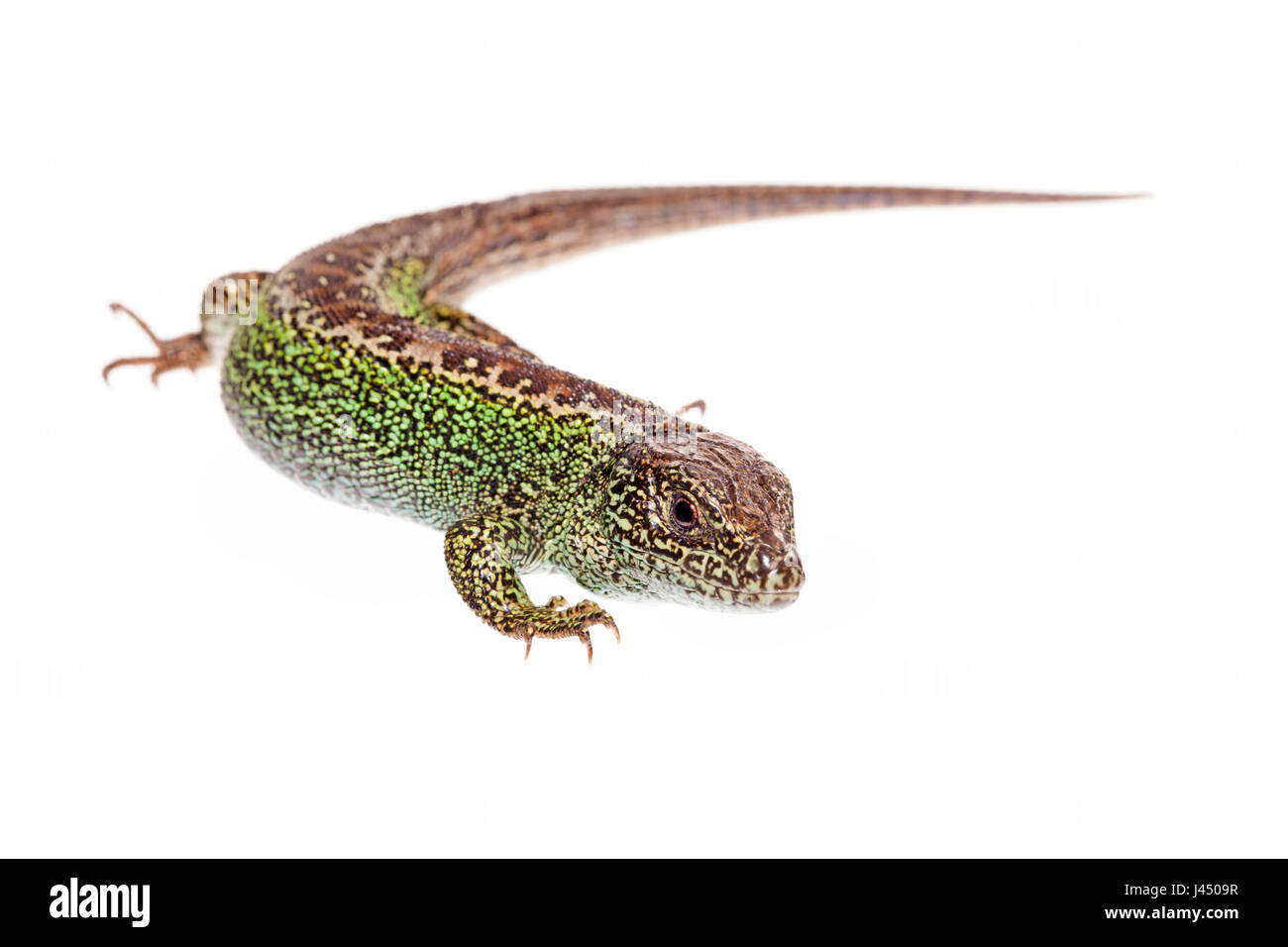 Dragon lizards up close Cut Out Stock Images & Pictures - Alamy