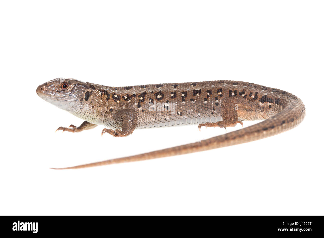 rendered photo of a female sand lizard Stock Photo - Alamy