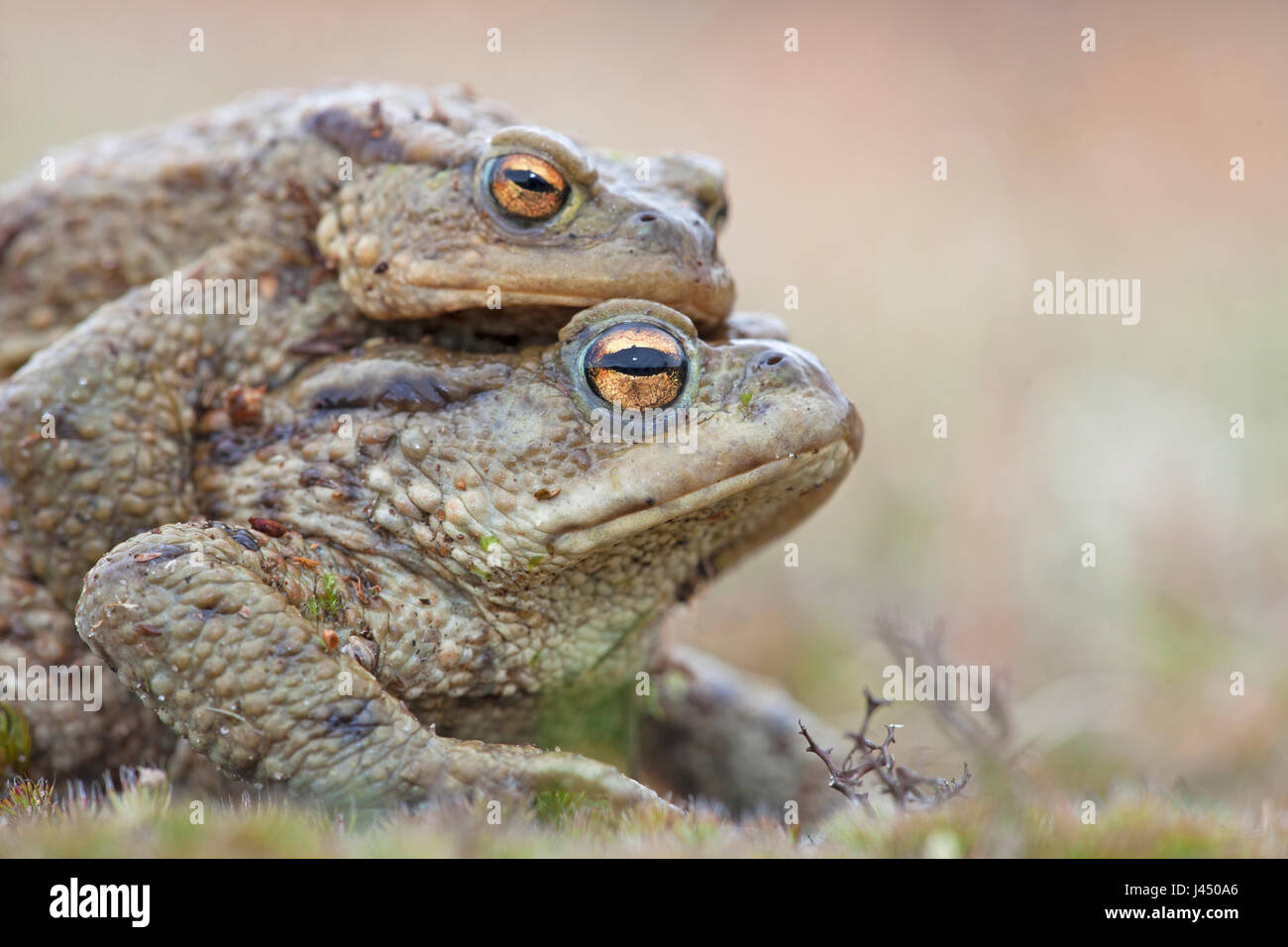 photo of a couple common toads migrating Stock Photo - Alamy