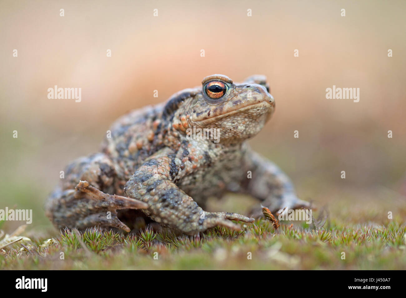 photo of a male common toad Stock Photo - Alamy