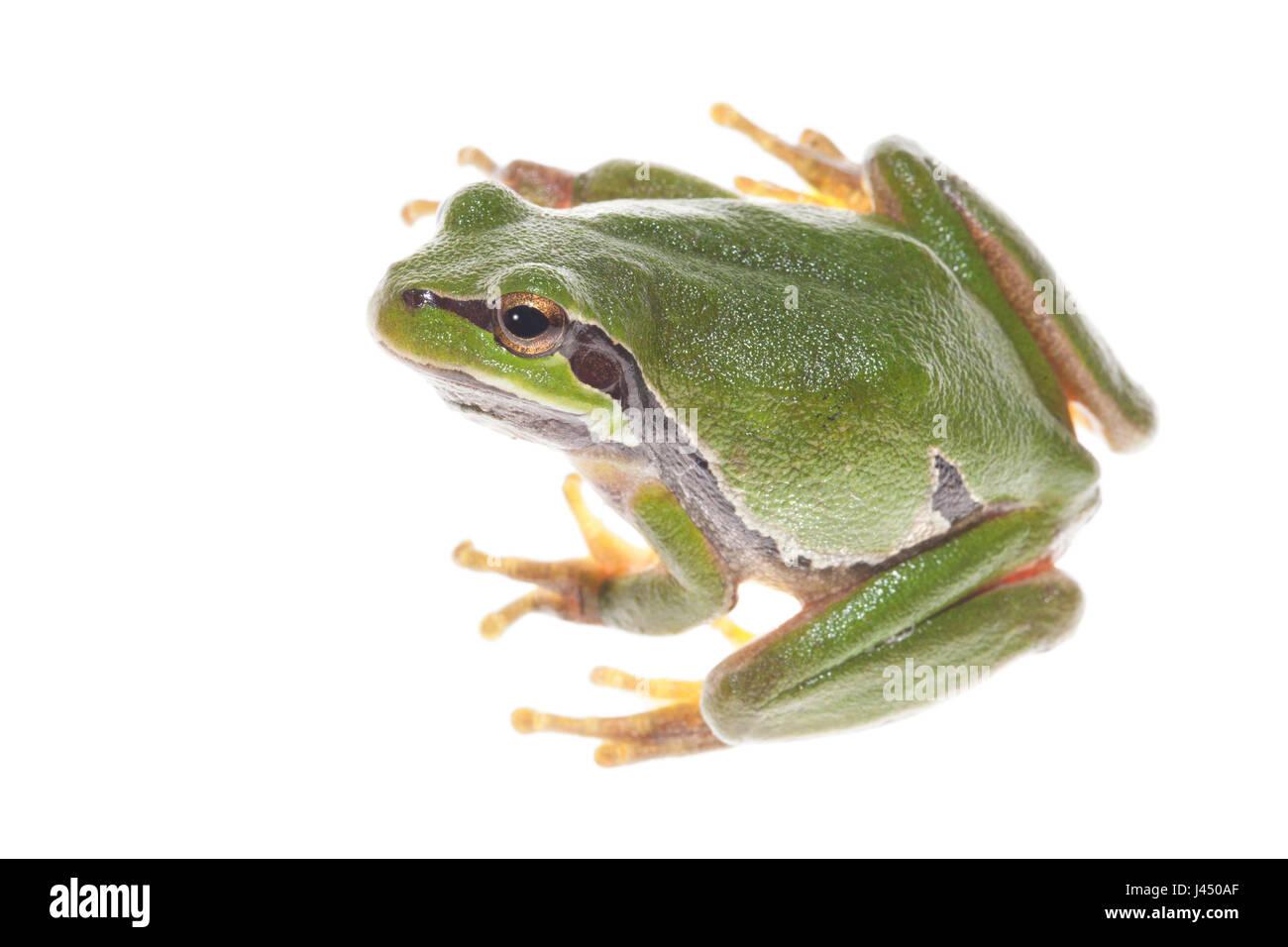 Hyla arborea tree frog Cut Out Stock Images & Pictures - Alamy