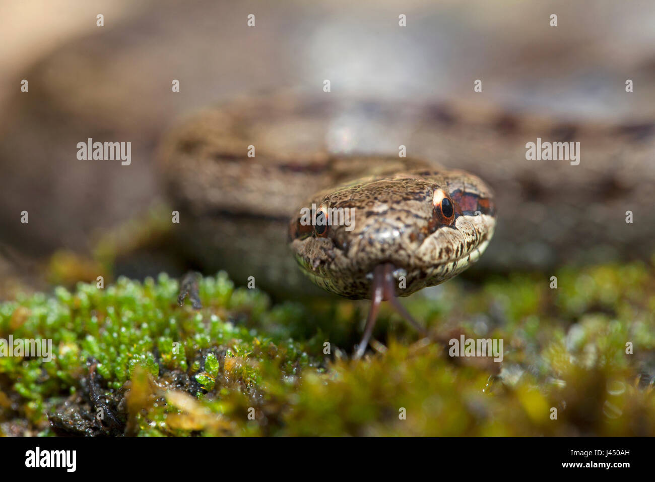 portrait of a smooth snake Stock Photo - Alamy