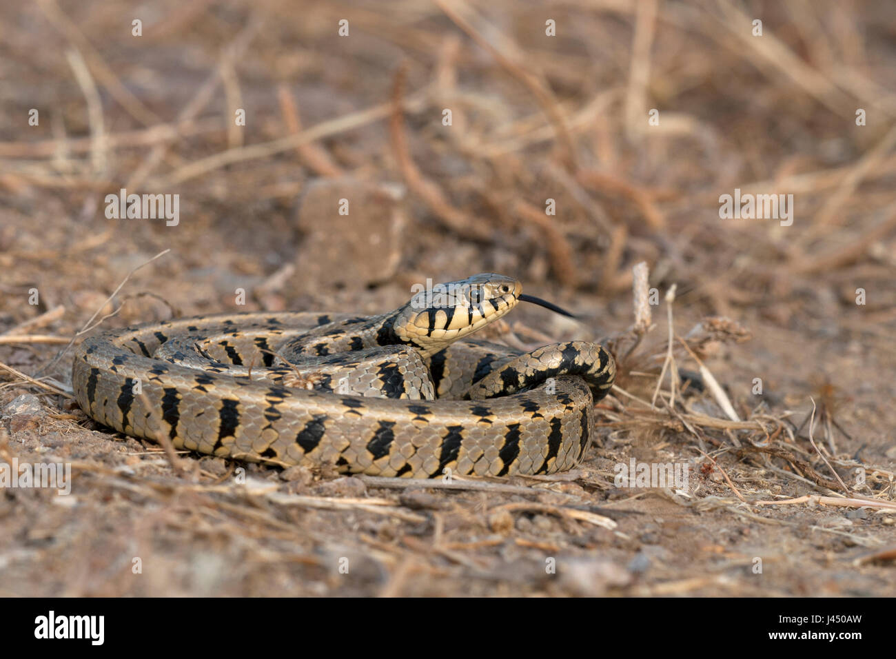 Grass snake natrix natrix persa hi-res stock photography and images - Alamy