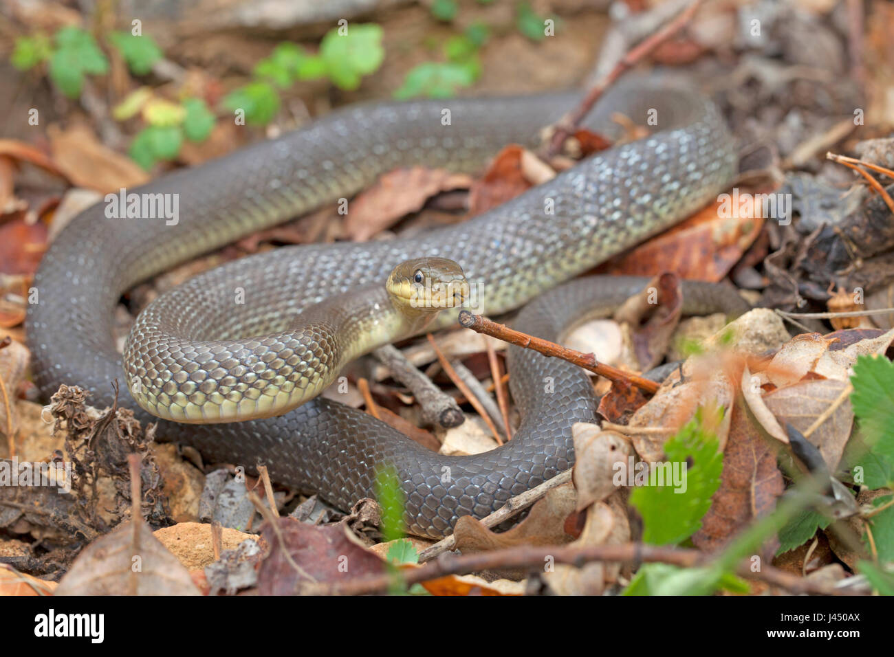 Ground rod hi-res stock photography and images - Alamy