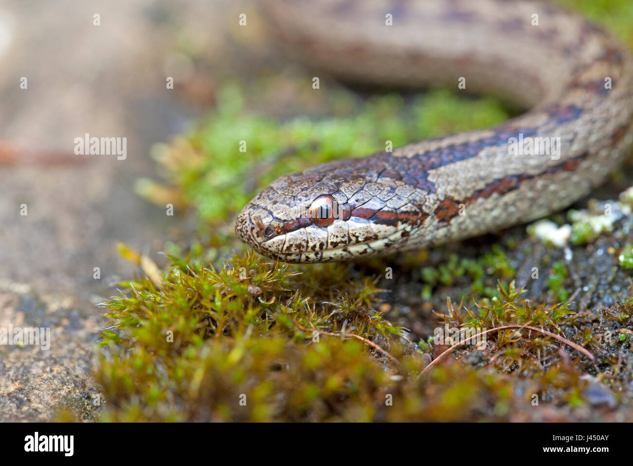 Endangered snake hi-res stock photography and images - Alamy