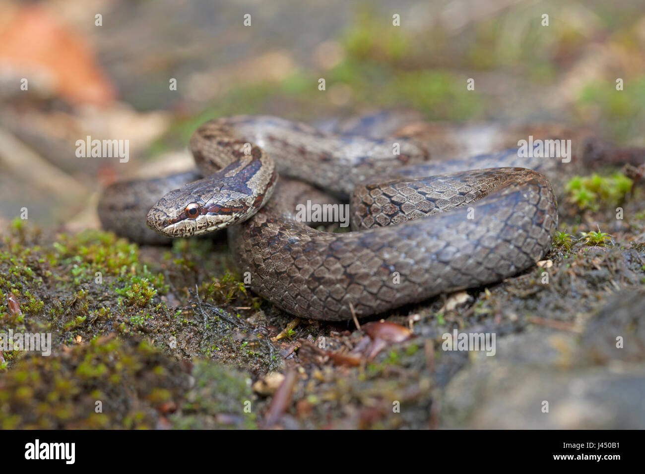 Endangered snake hi-res stock photography and images - Alamy