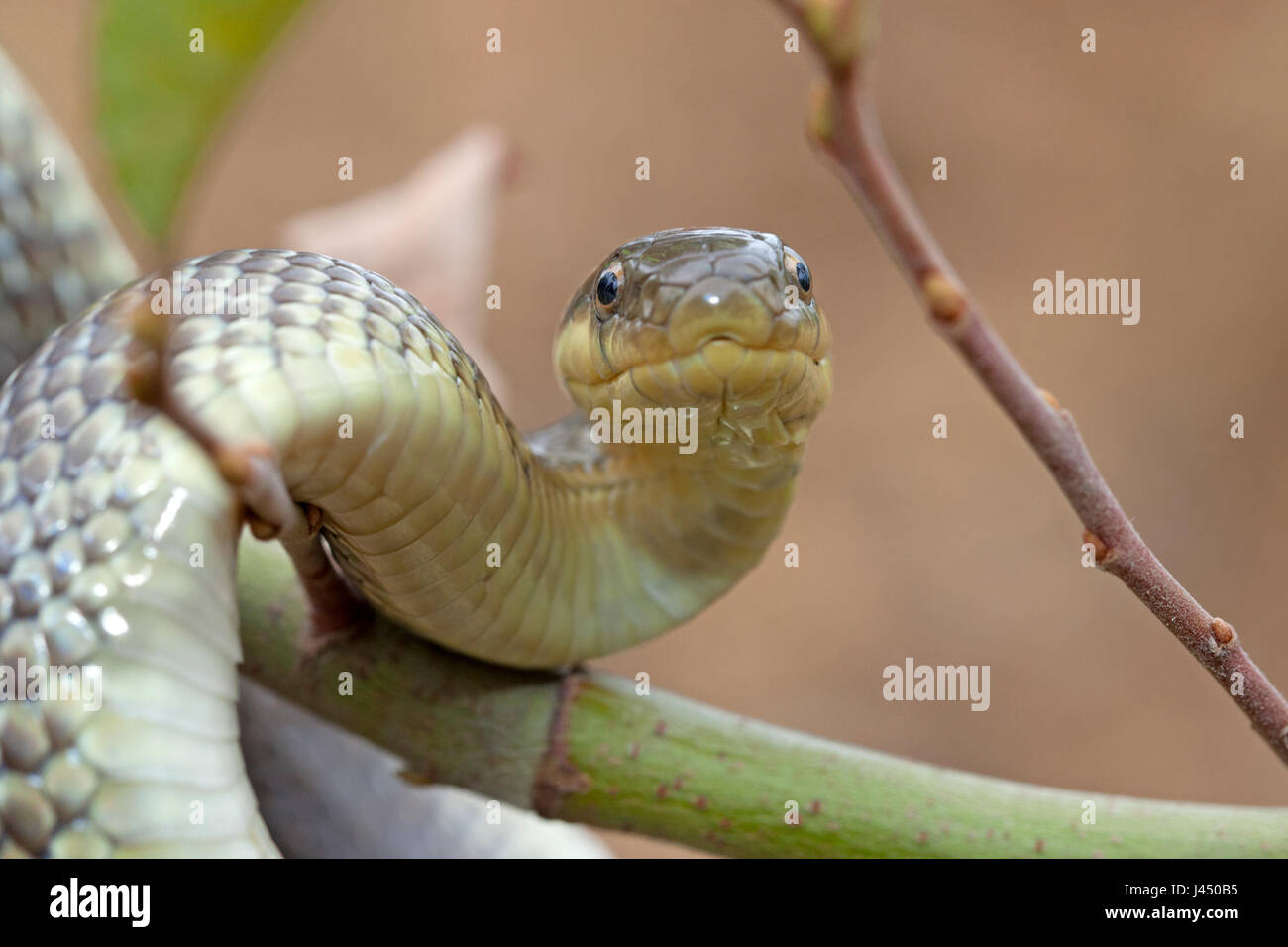 photo of an Aesculapian snake climbing in a tree Stock Photo - Alamy