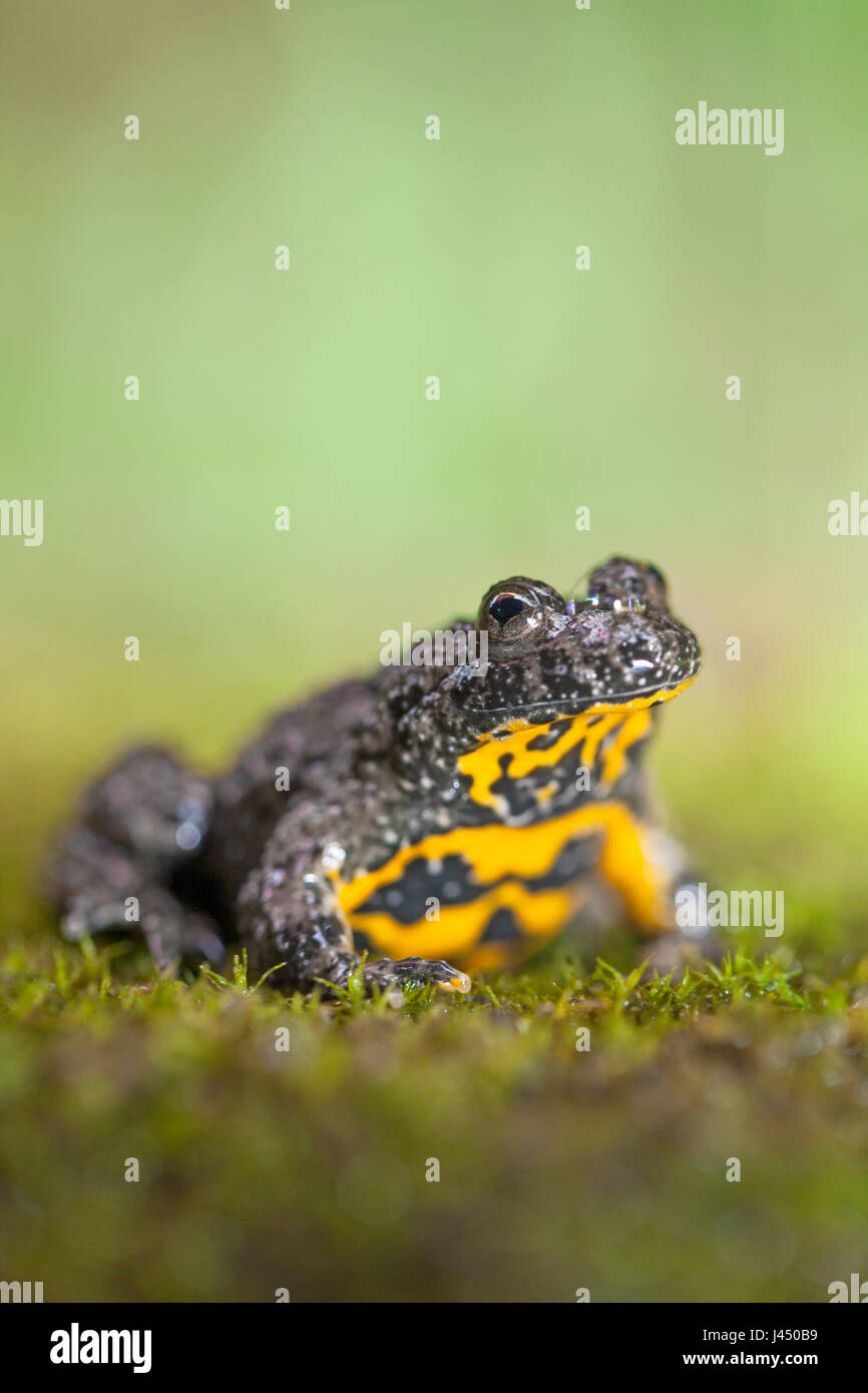 photo of a yellow-bellied toad on land Stock Photo - Alamy