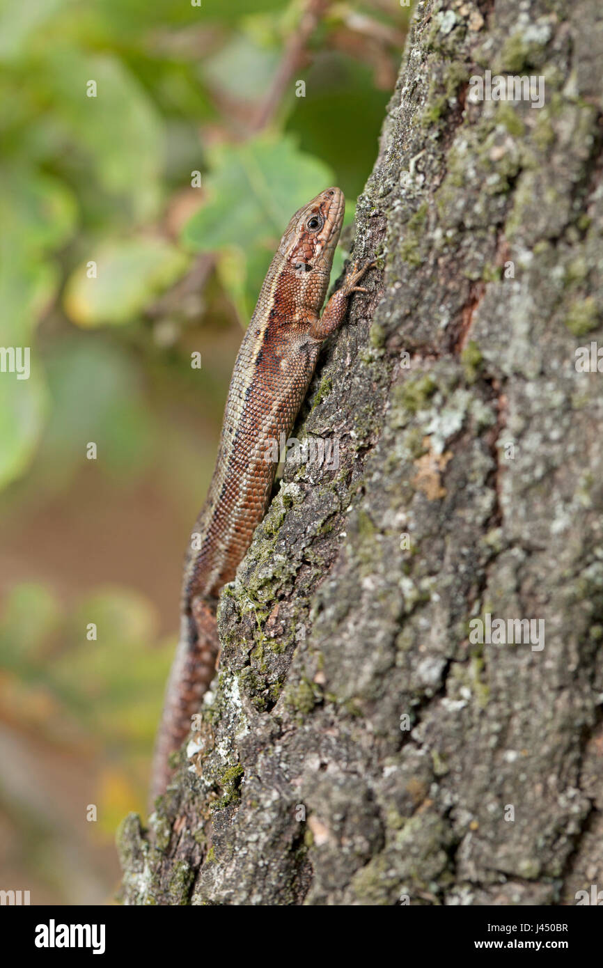 Indian tree lizard hi-res stock photography and images - Alamy